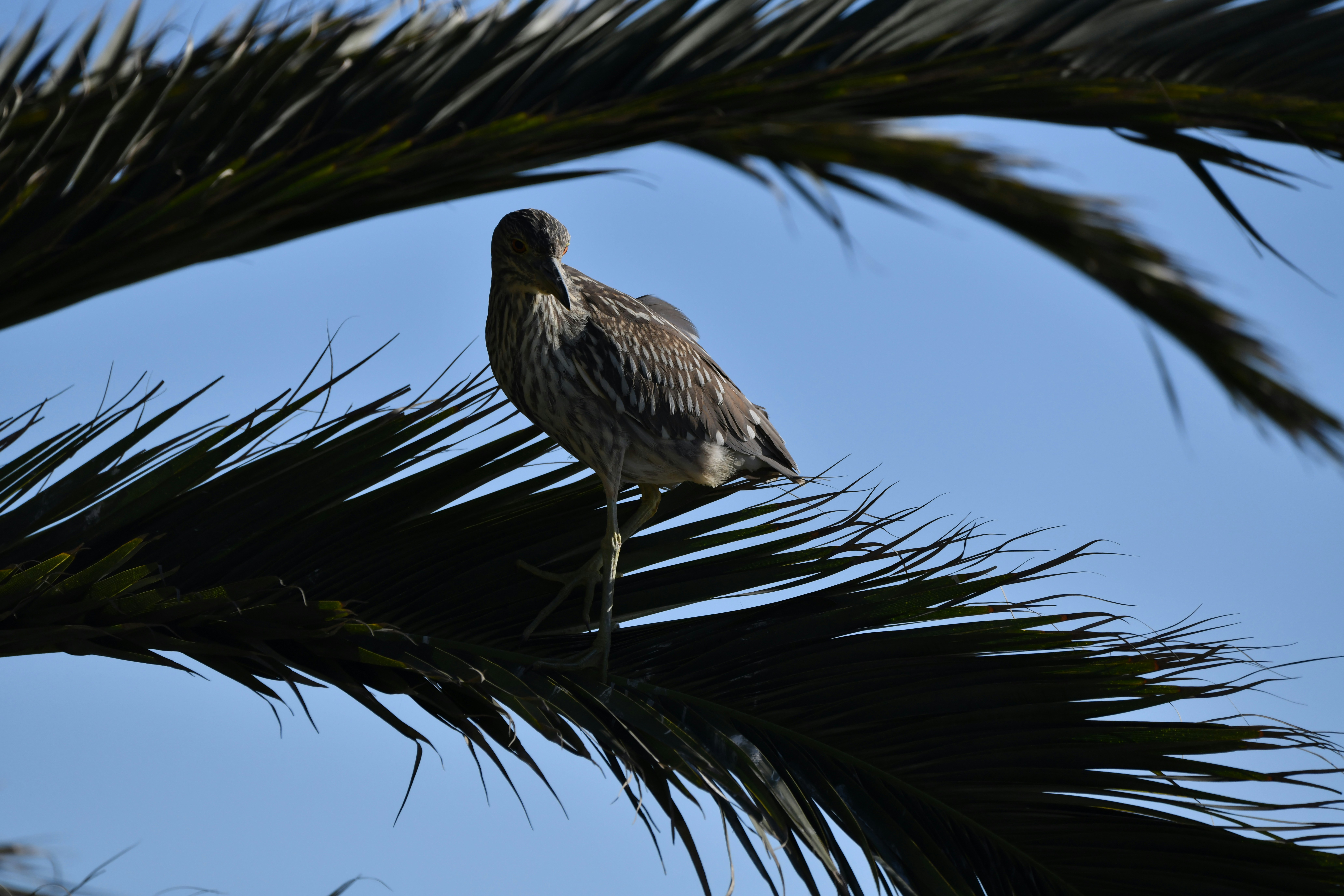 Heron on Palm Fronds Against a Clear Blue Sky