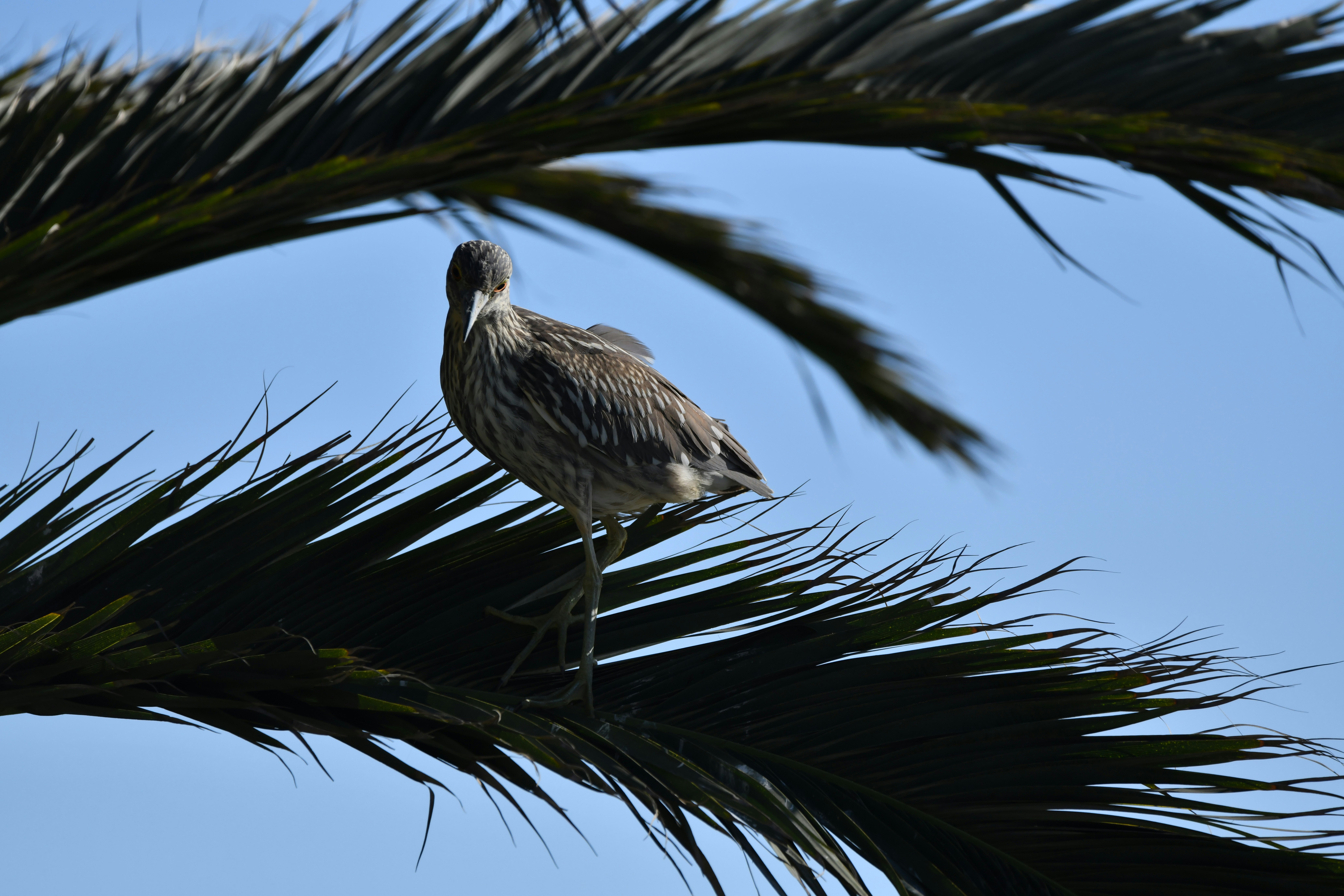 Solo Shorebird poised on palm fronds against a clear blue sky