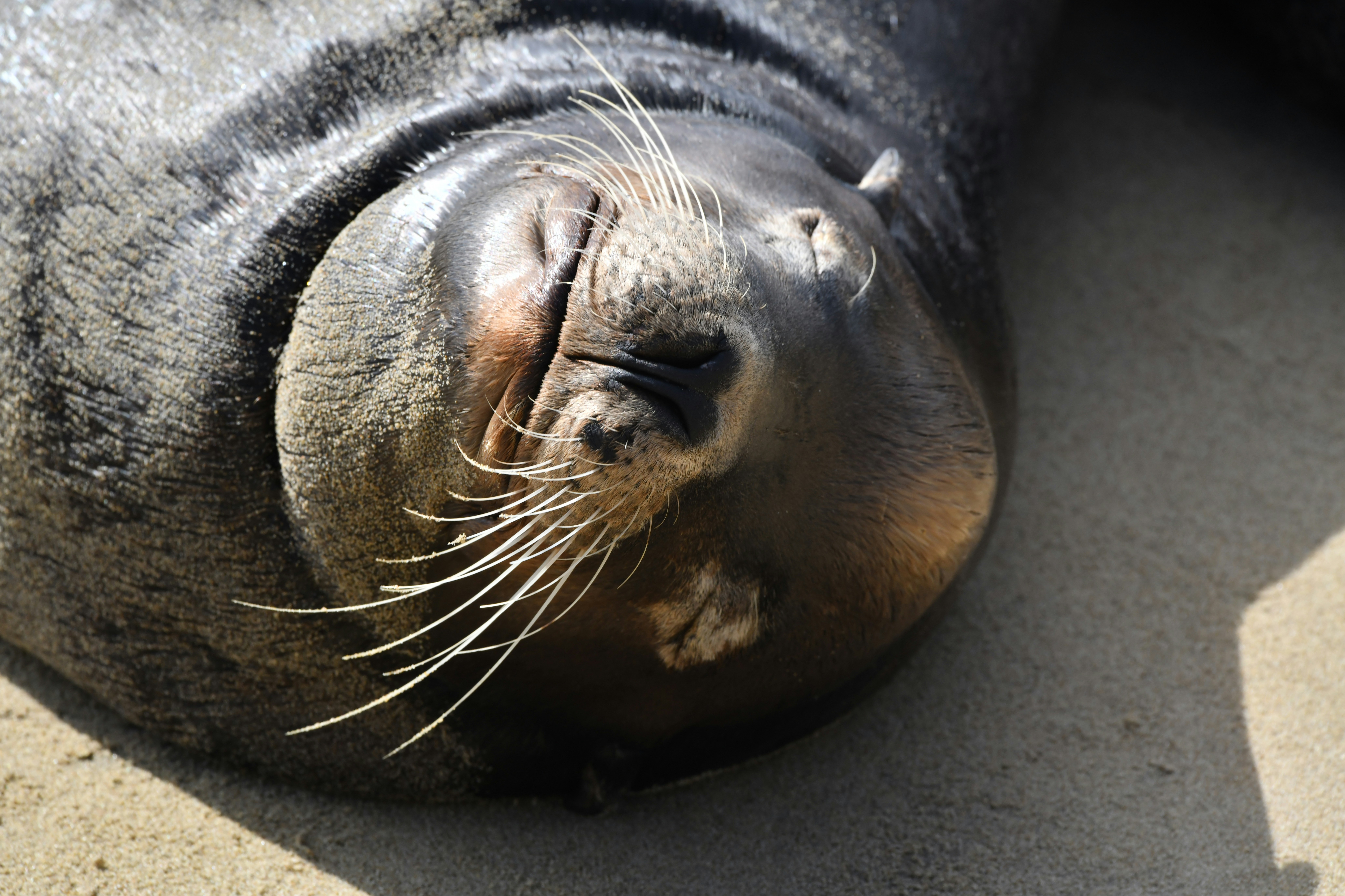 Whiskered Tranquility: A close-up of a seal's resting muzzle