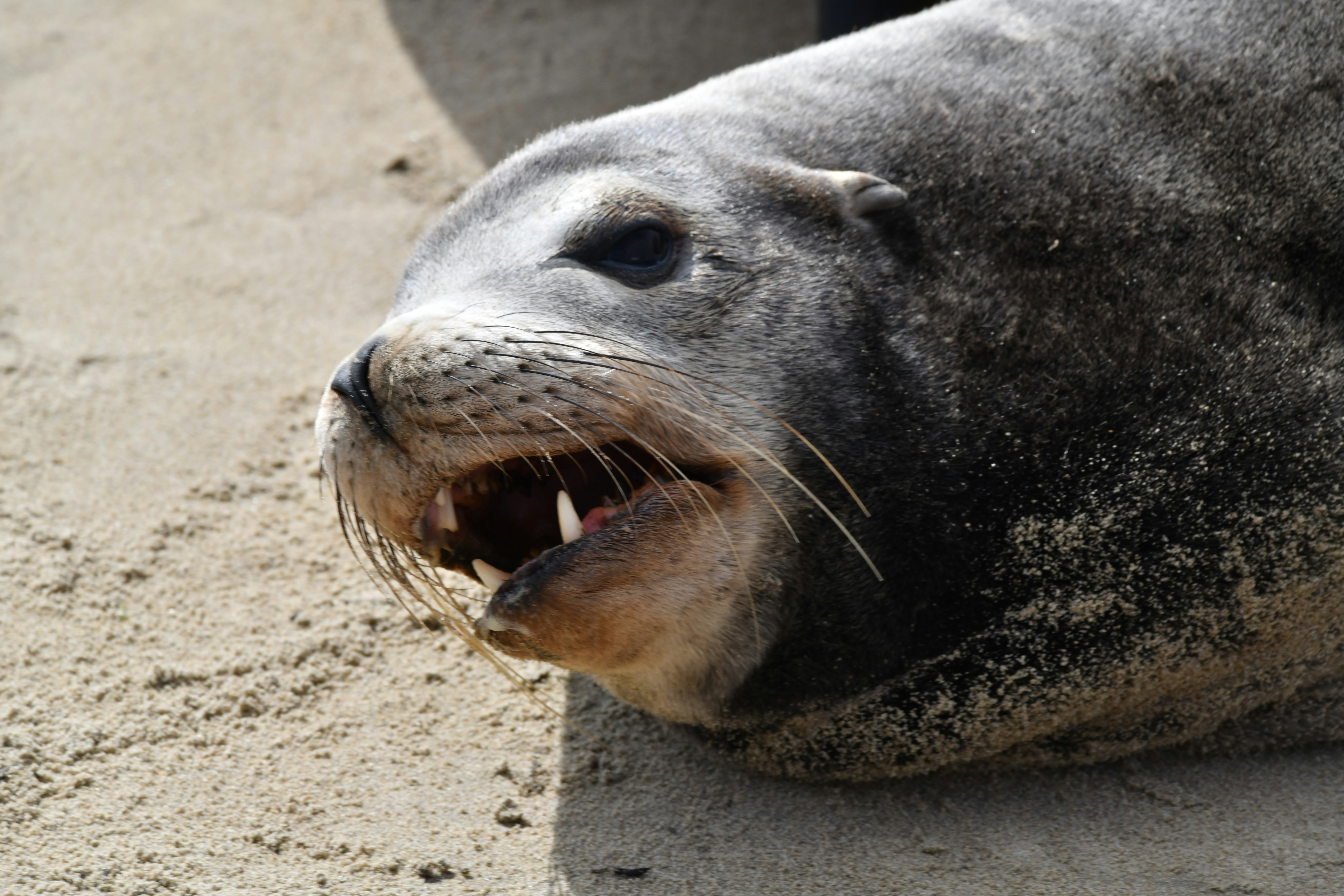 Beached Seascape Guardian: A Harbor Seal Buried in Sandlight