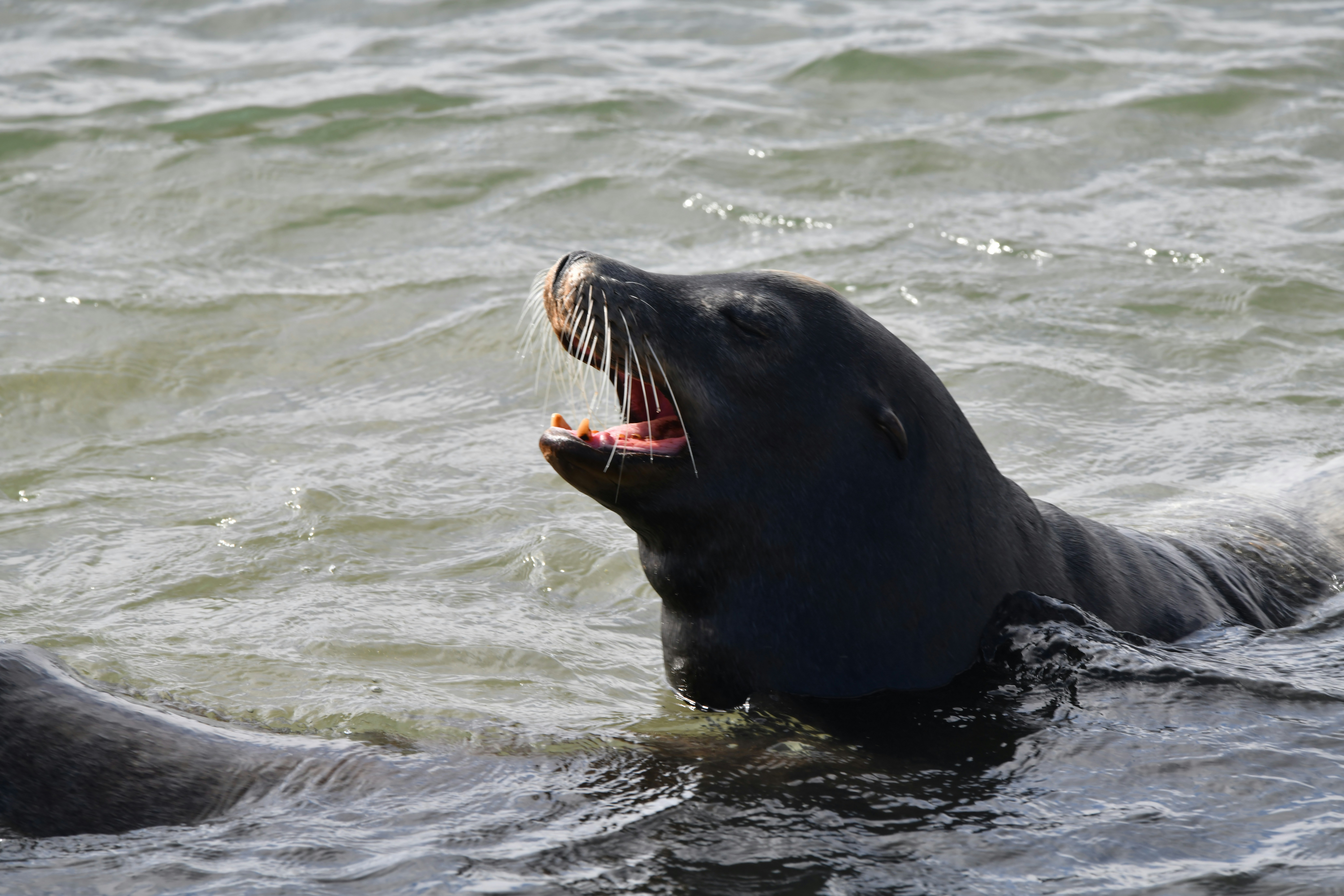 Open-mouthed roar: a sea otter claims the surface with a dramatic splash