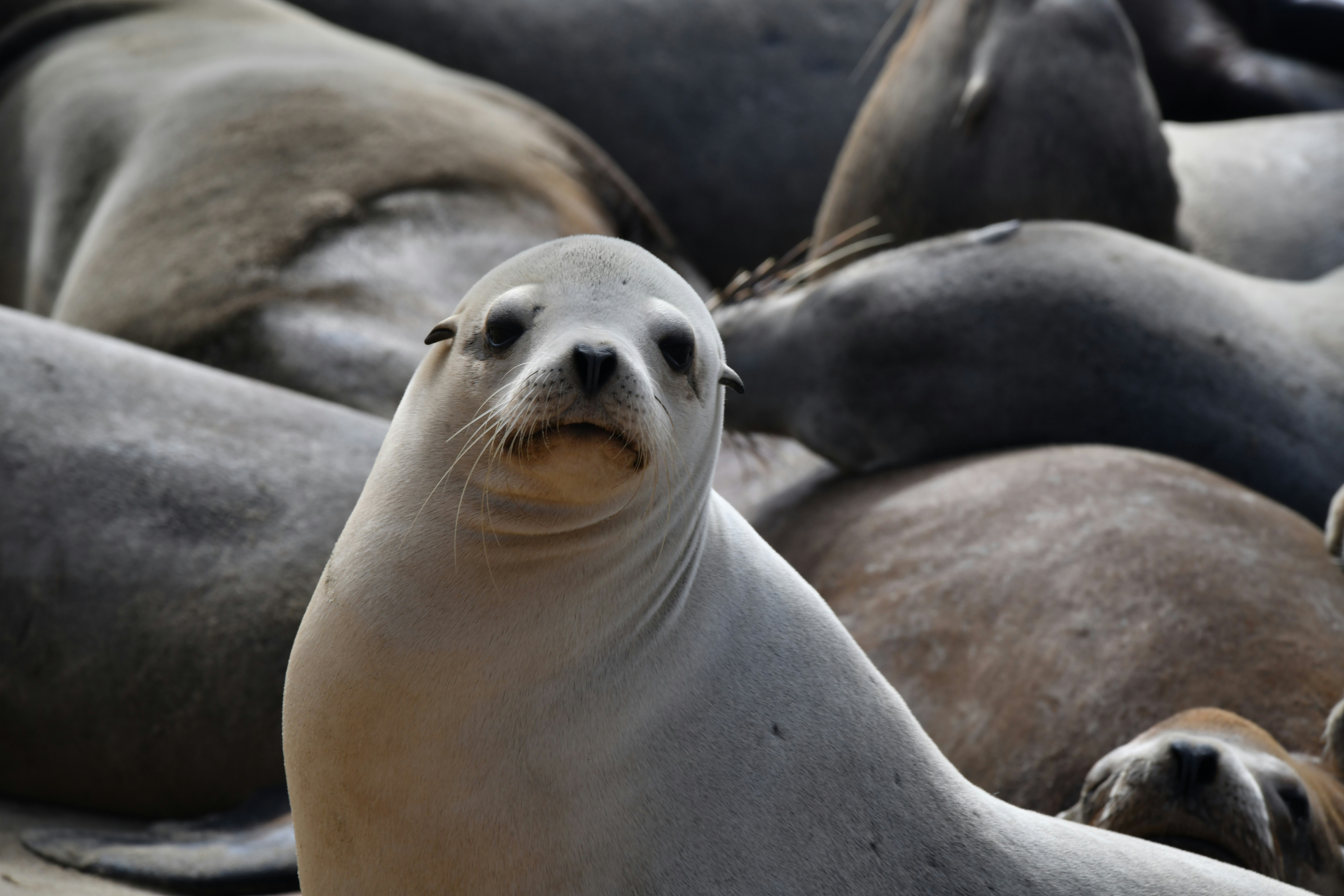 Curious Observer among the Rainbow of Seals