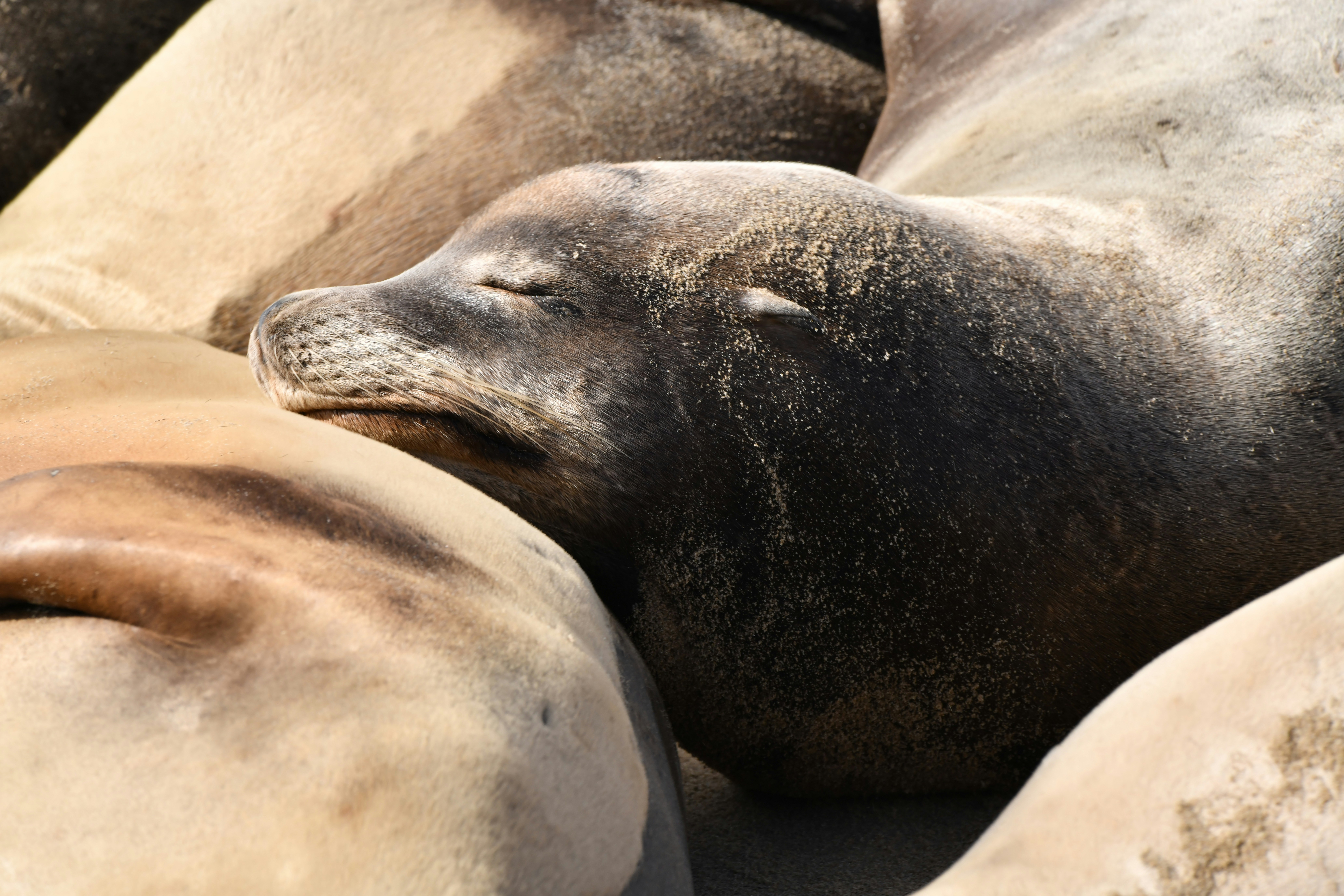 Resting Under the Sandlight: A Moment of Quiet among Sea Mammal Shapes