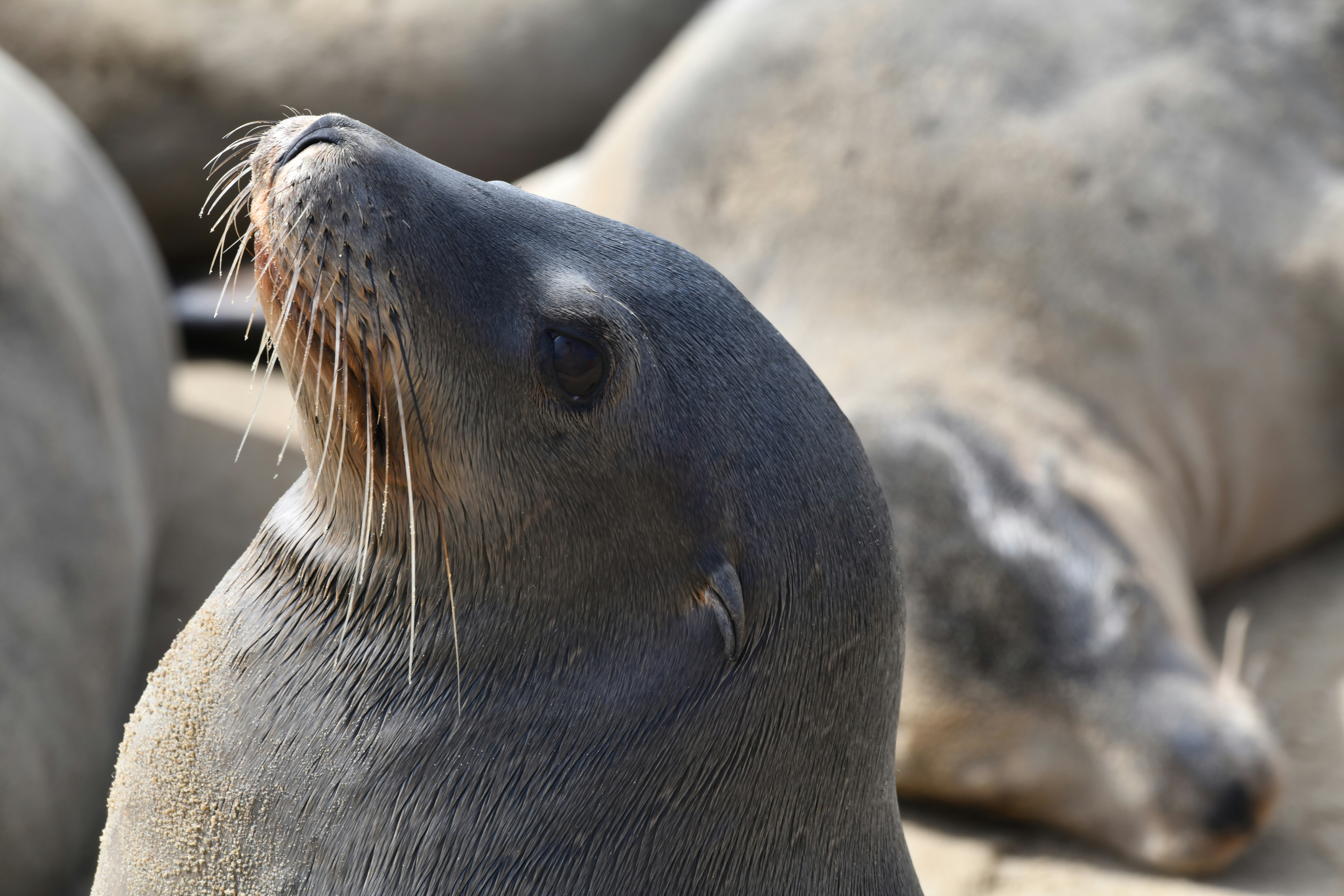 Curious Harbor Seal Poses with Quizzical Gaze