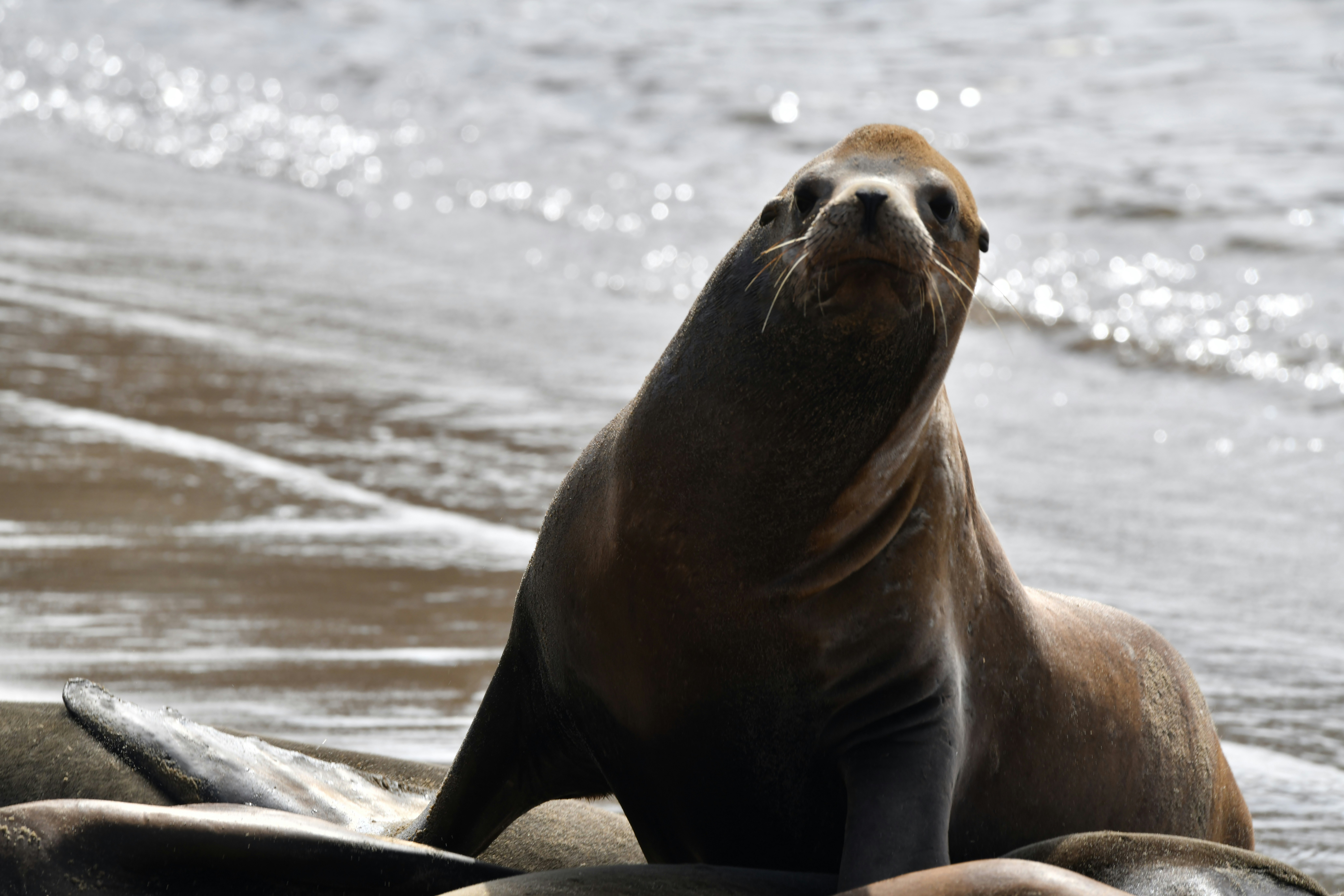 Curious Sea-Lion Probes the Shoreline