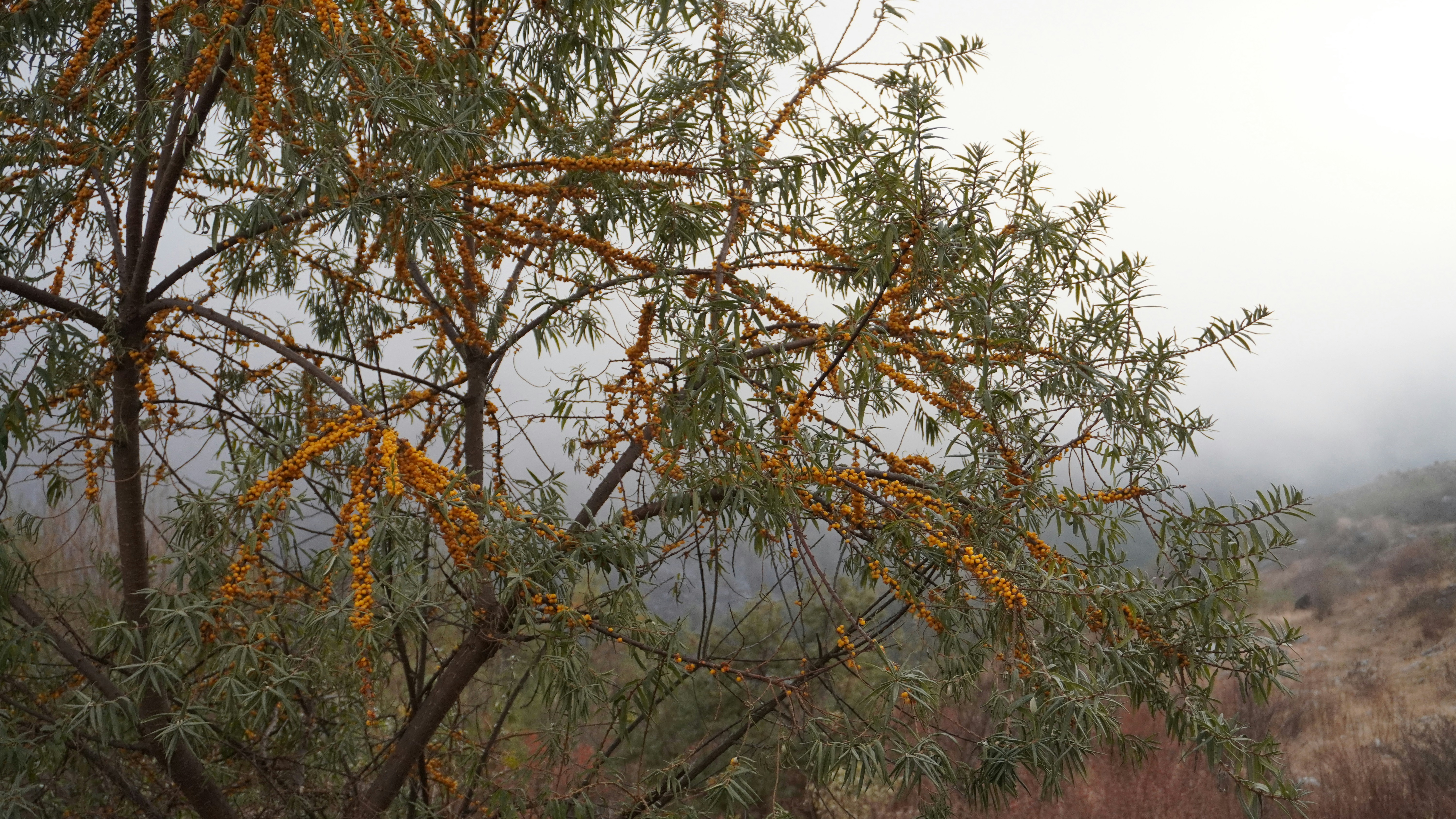Misted Branches: Golden Pods Draped Across a Windswept Moor