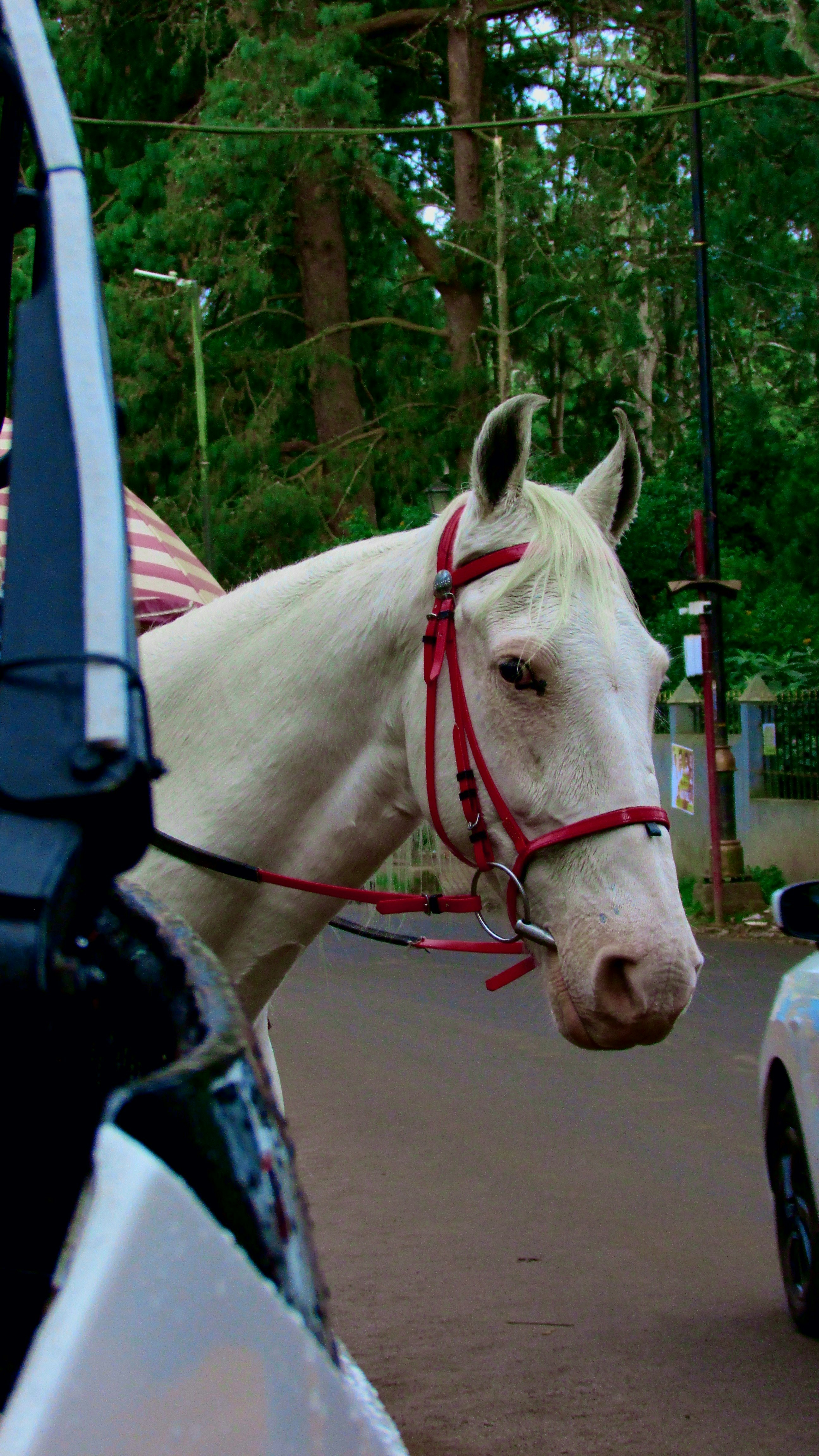 White horse in profile framed by foreground rider and urban street