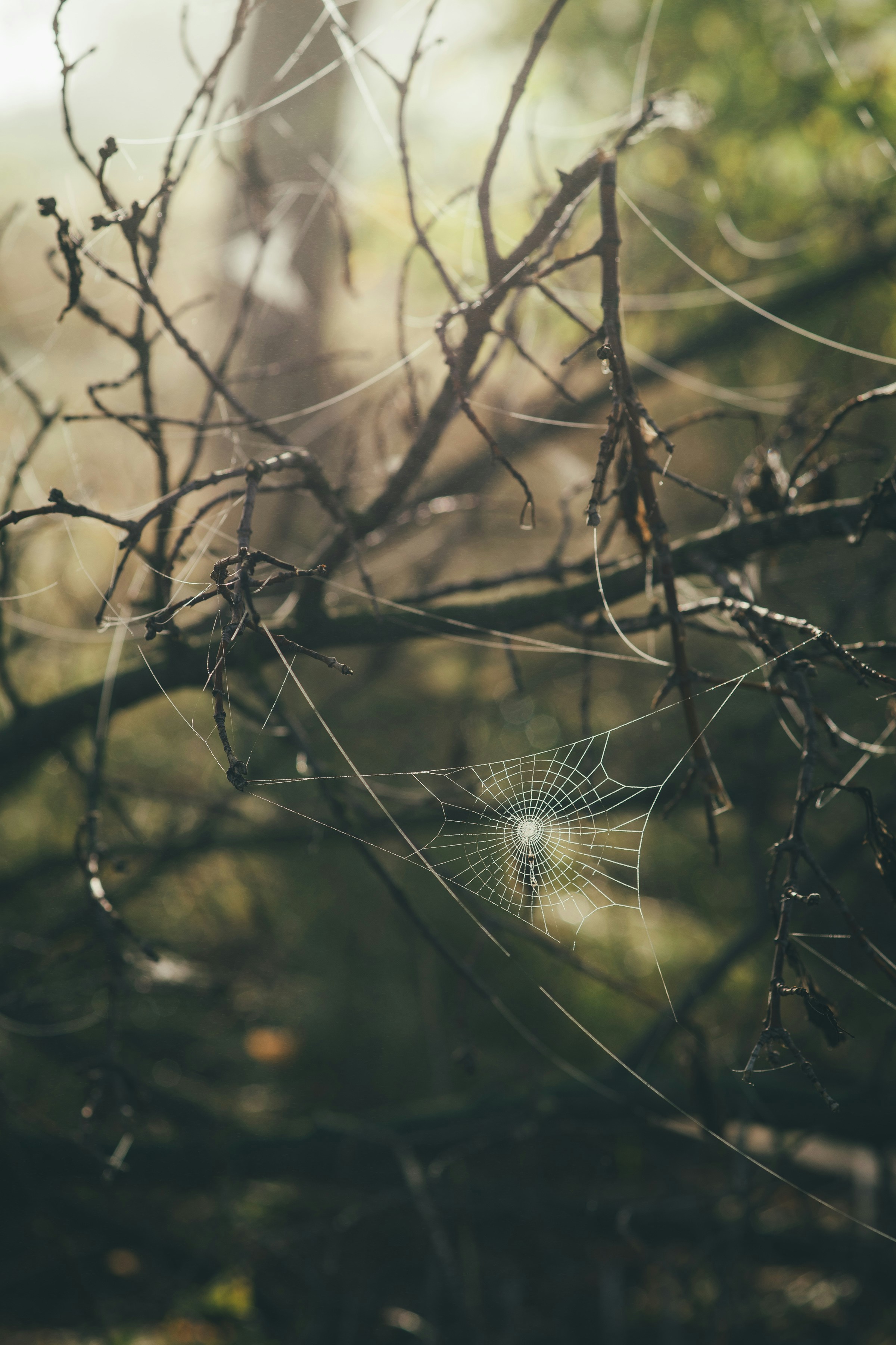 Web of Quiet Light: A Spider Silk Spotlight in the Evening Forest