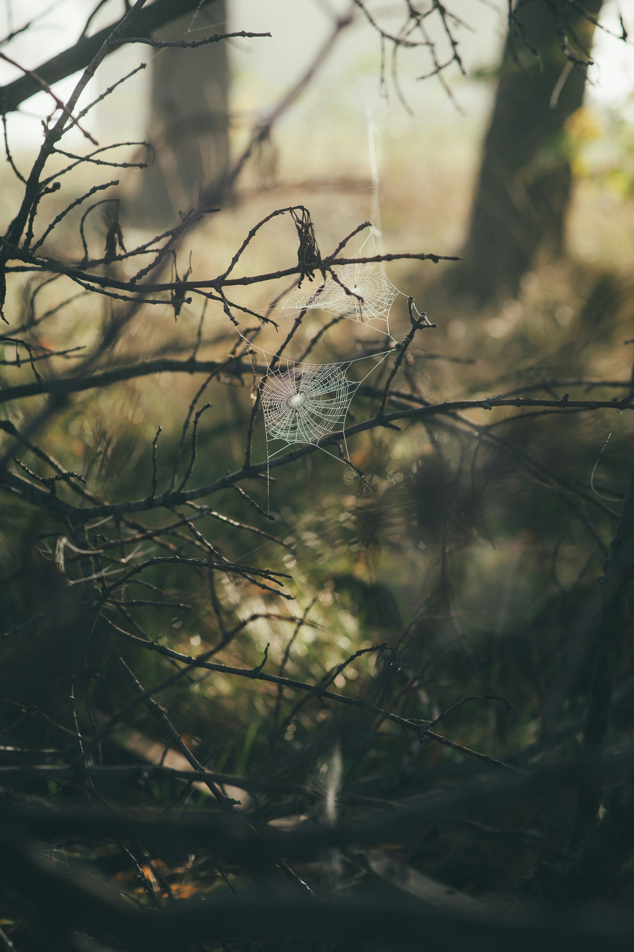 Silken Threads in Dappled Autumn Light