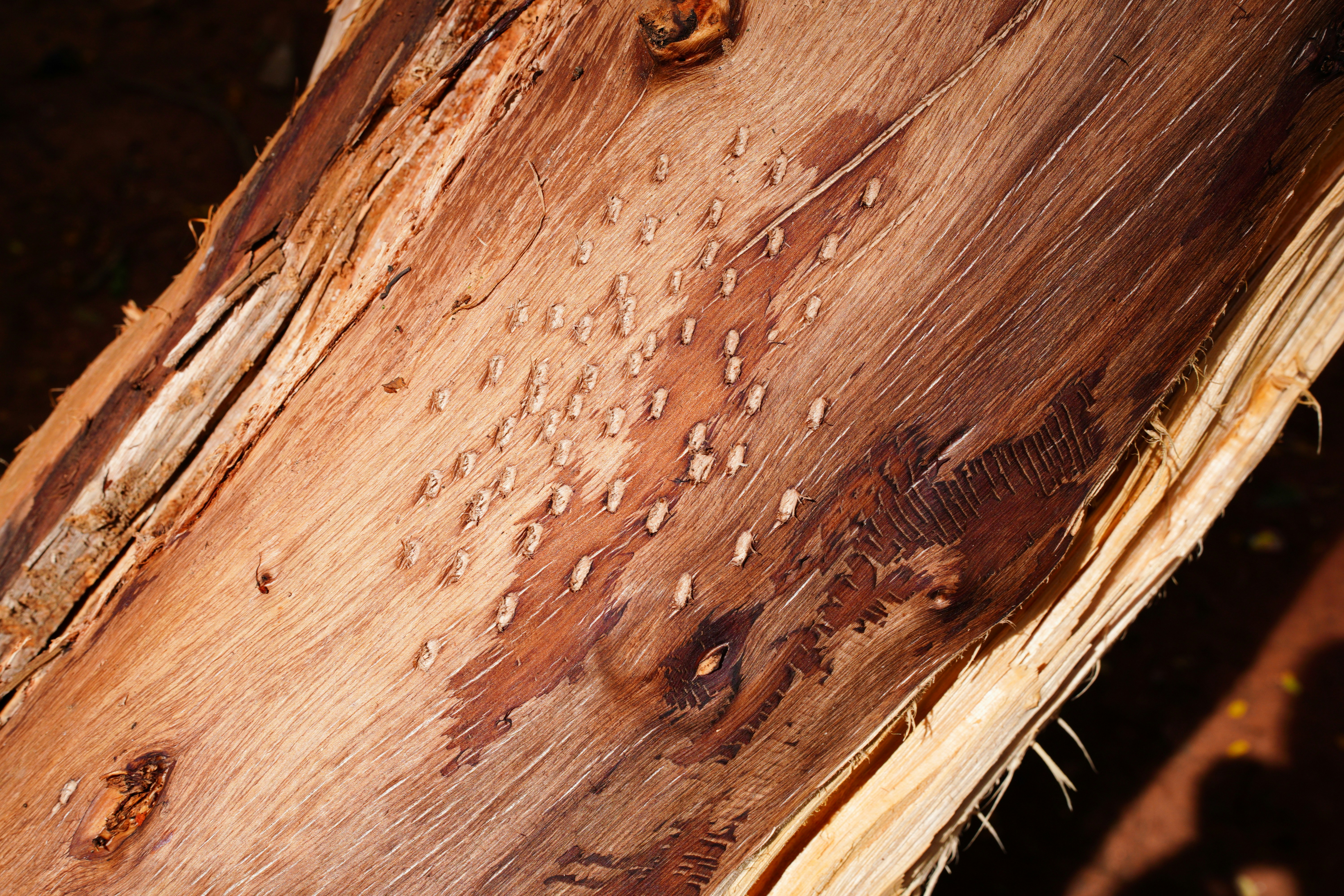 Rotting Tree Bark: Tiny Saprophytic Dots Across Weathered Wood