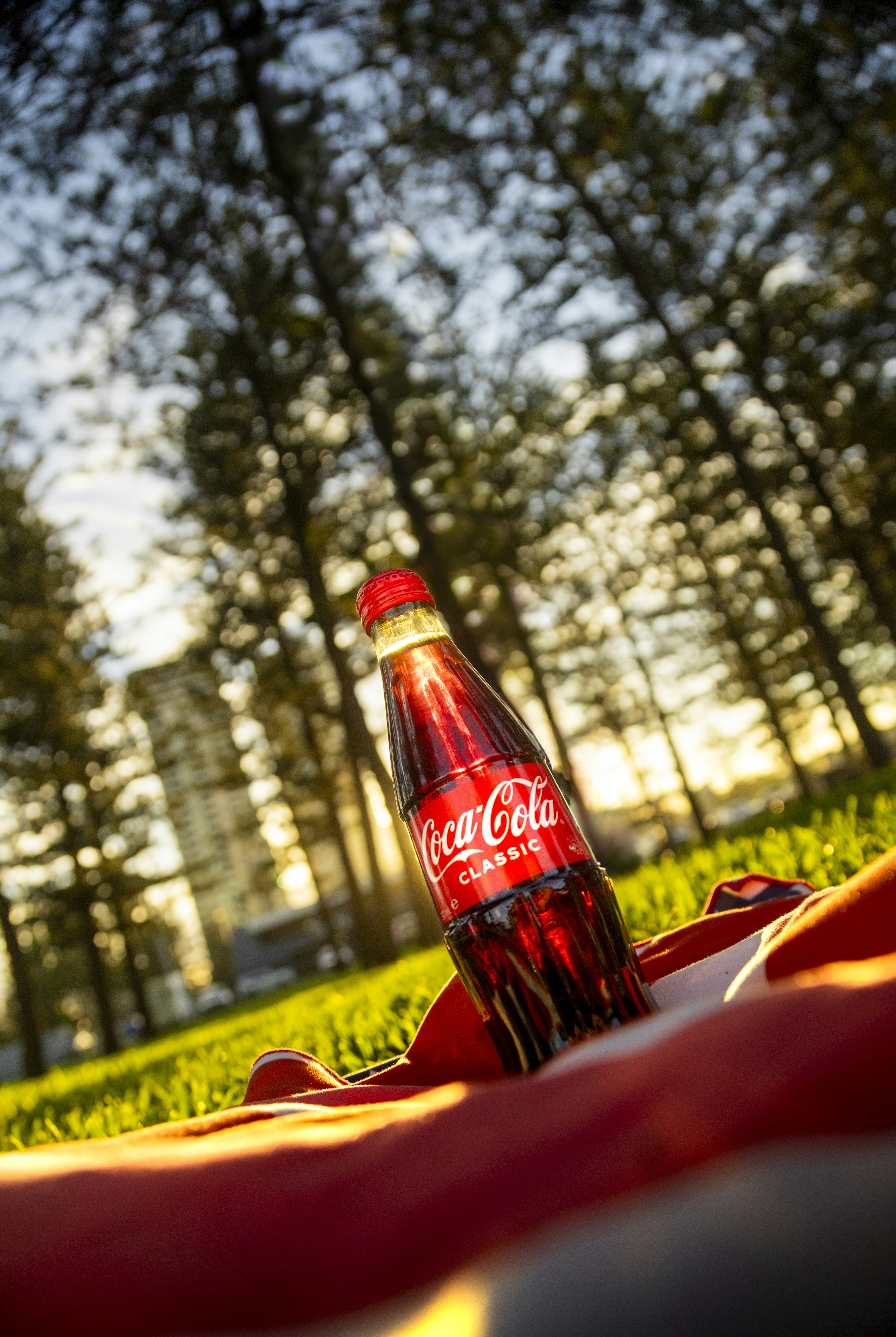 Coca-Cola Classic Resting on a Picnic Blanket Beneath Dappled Park Light