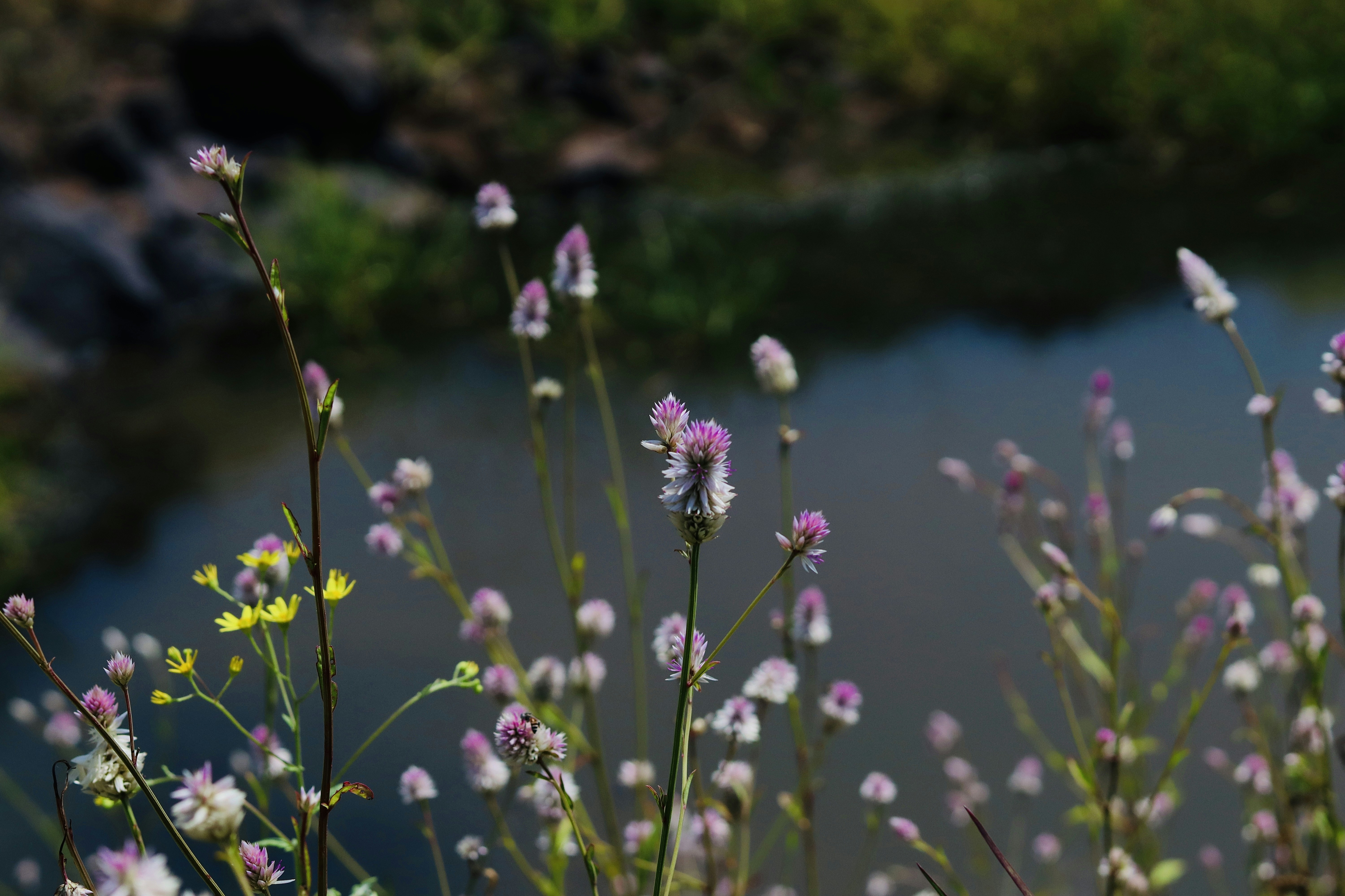 Blooming reeds by the quiet waterline