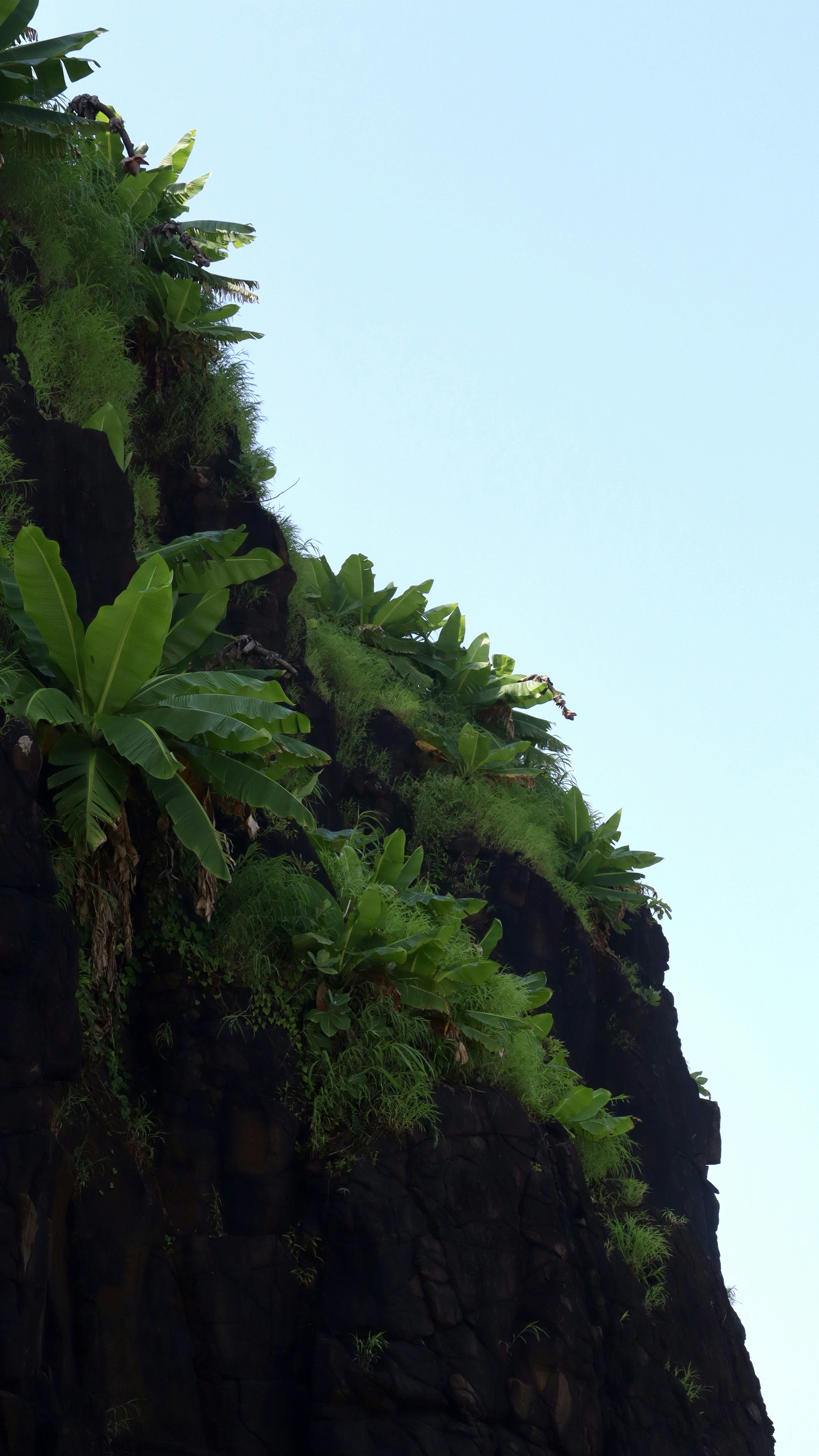 Lush green cliff edge clinging to basalt beneath a pale sky
