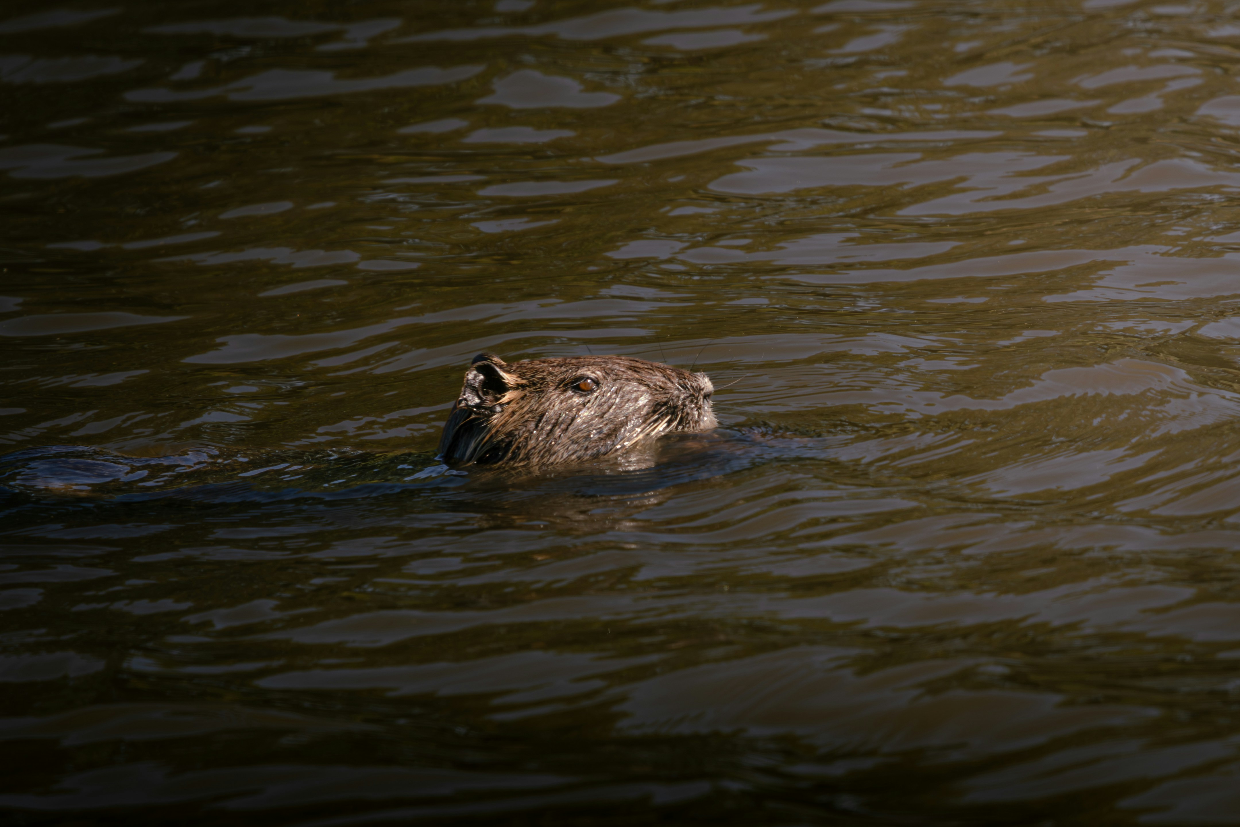 Emerging from the Quiet: A Water-logged Prairie Molehead