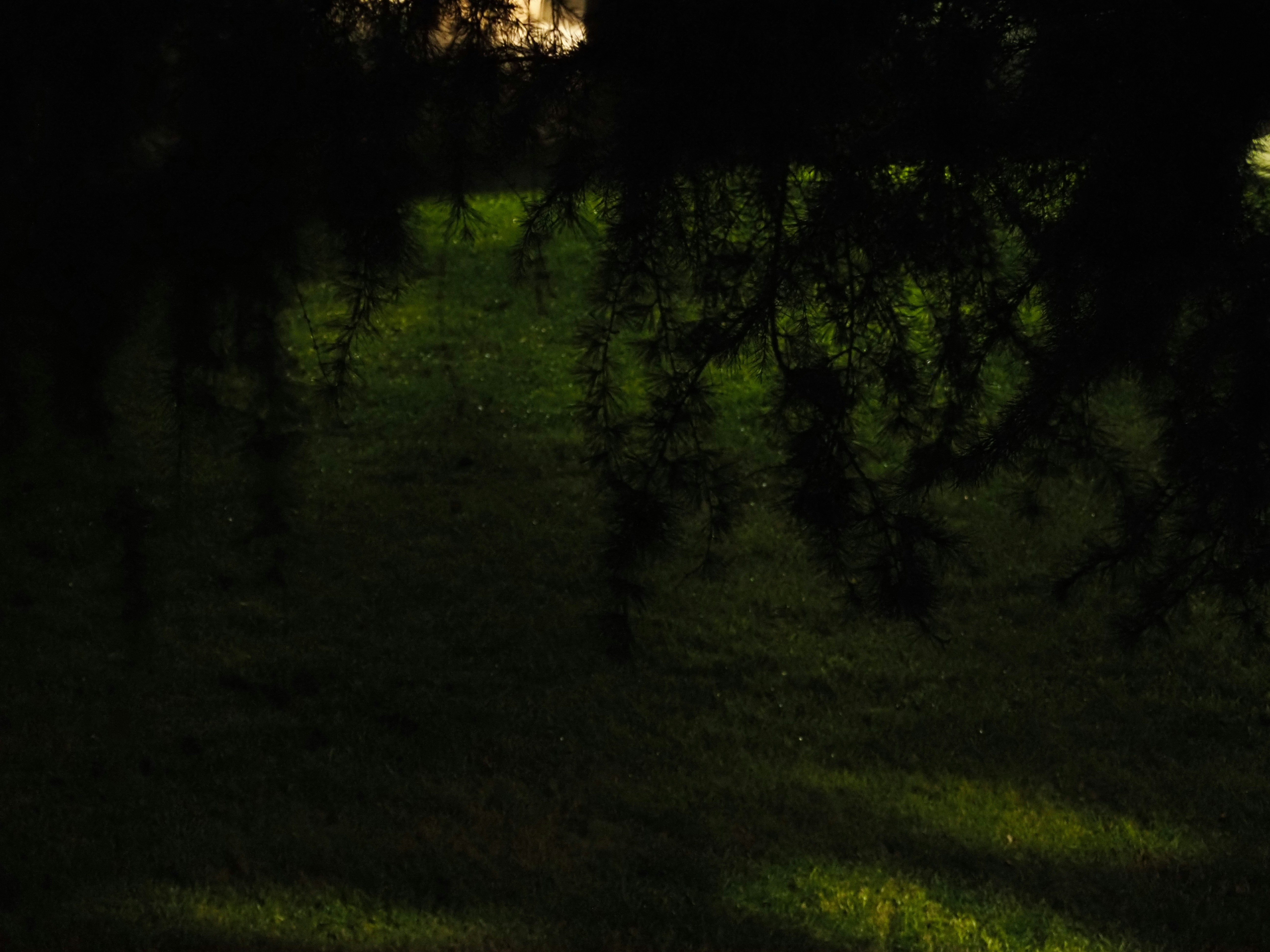 Hidden Light in the Canopy: A Quiet Grass Meadow at Dusk