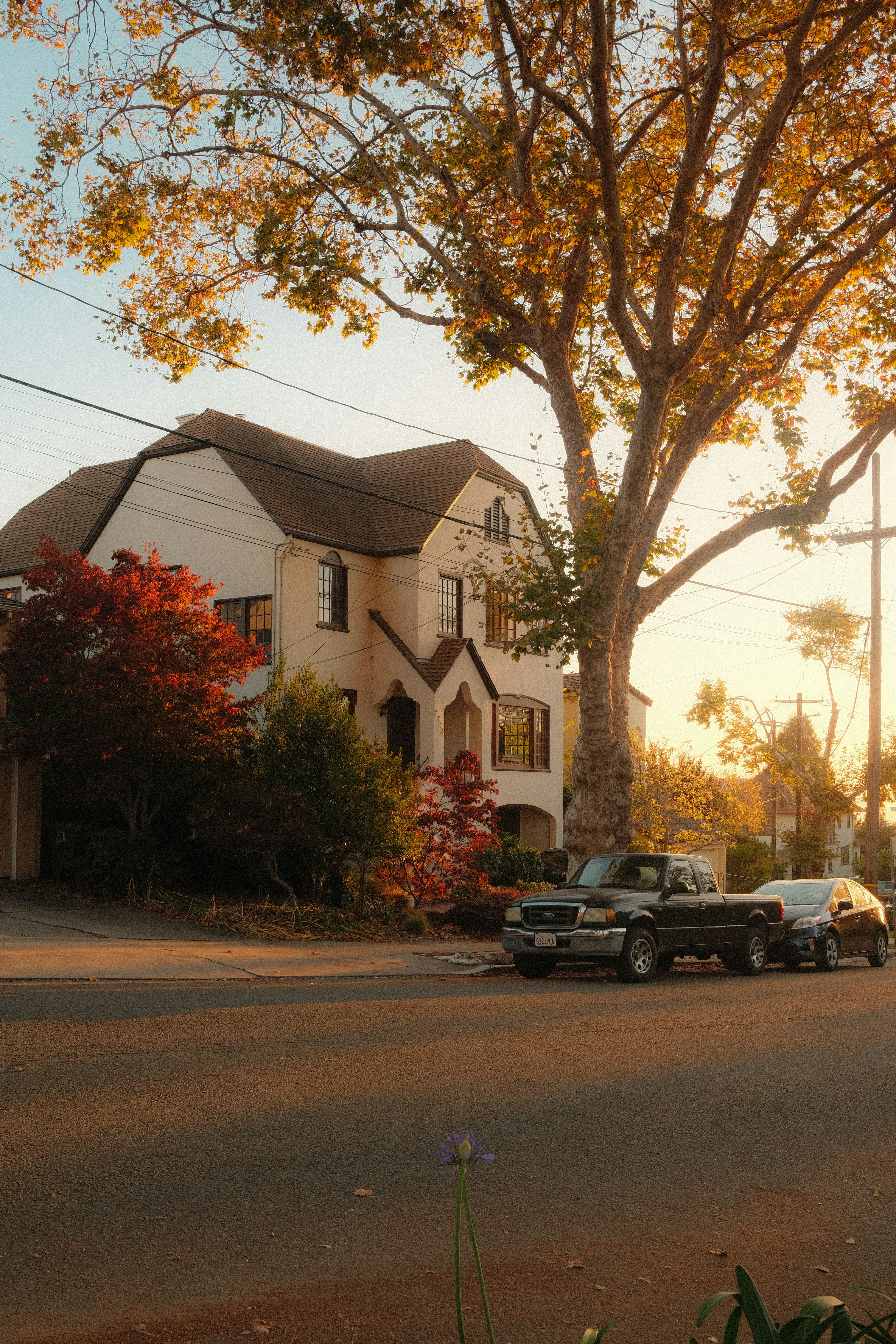 Autumn Streetfront with Tall Tree and Quiet Train of Light
