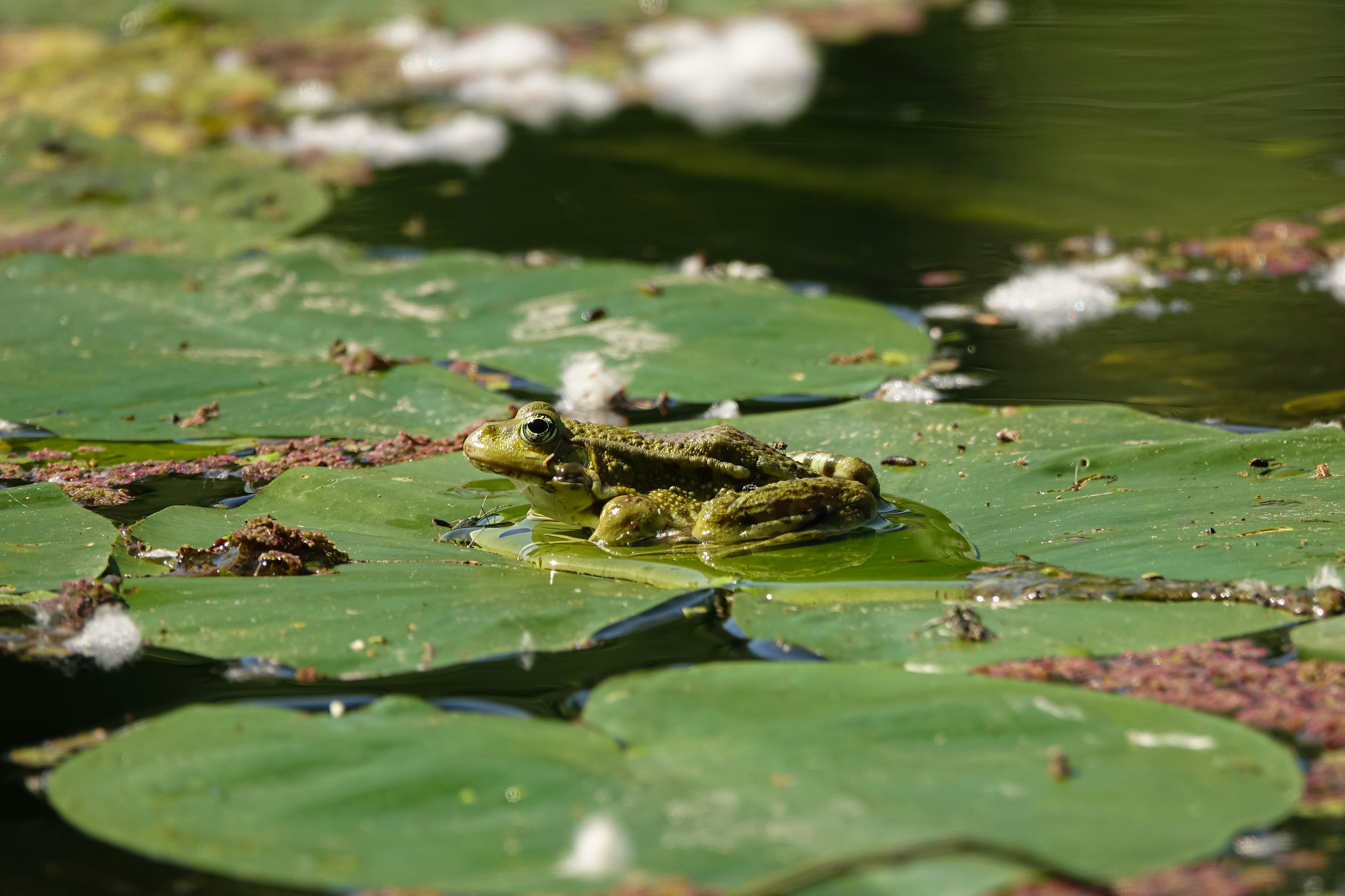 Green frog perched on lily pad amid floating debris and soft white fluff