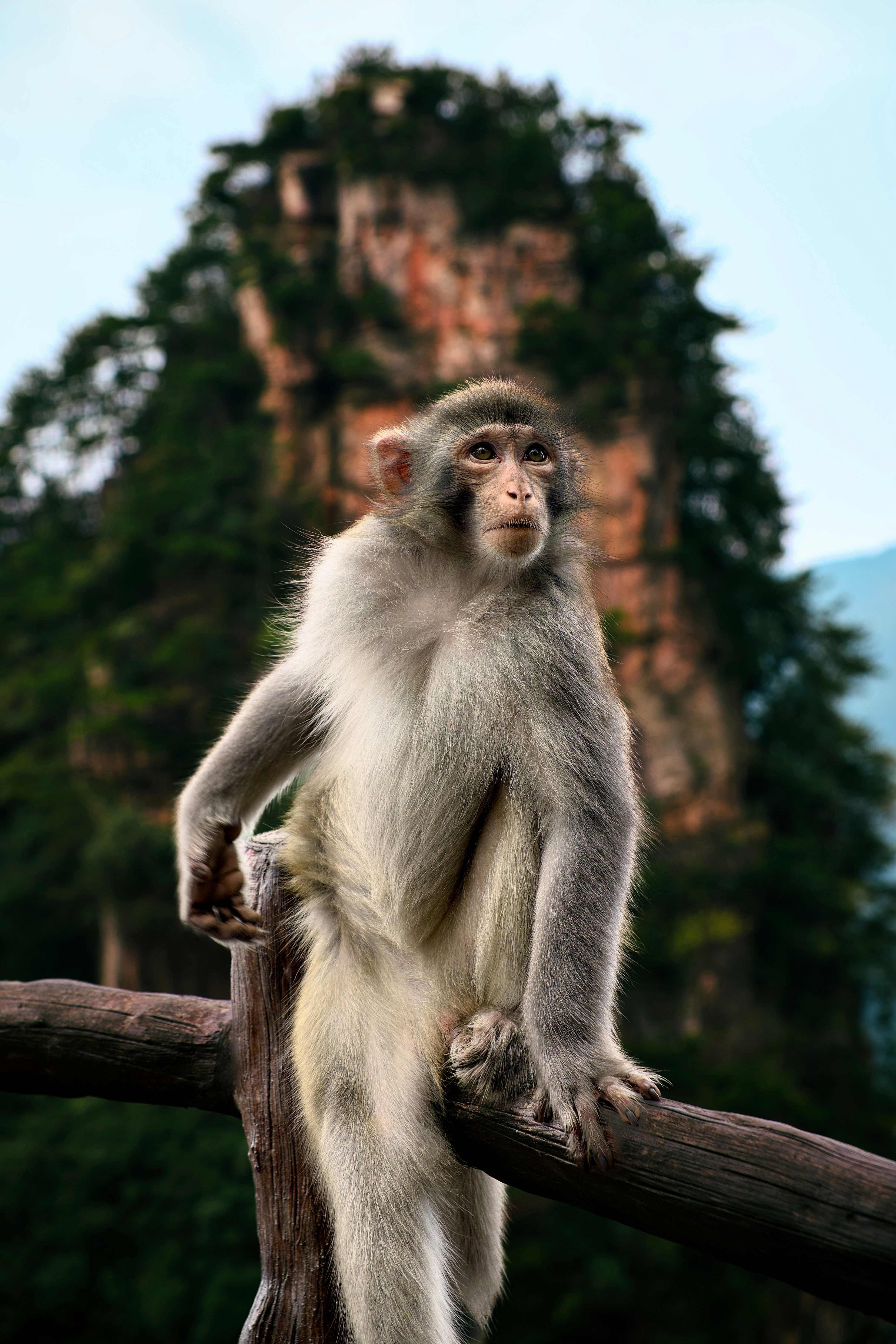 Primed on the Rail: A contemplative capuchin on a rustic barrier