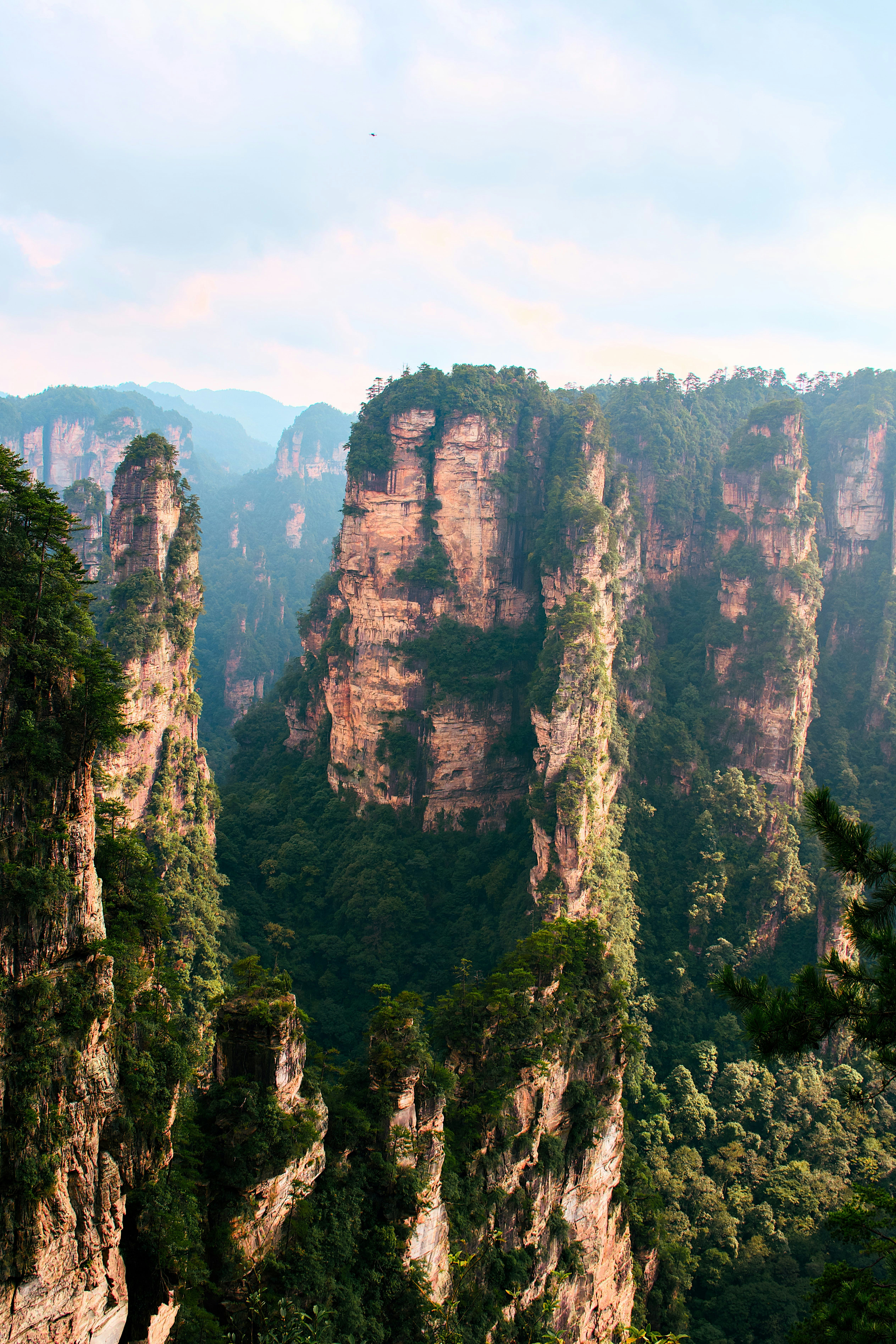 Towering Pillars of Stone: A Forested Canyon Epiphany