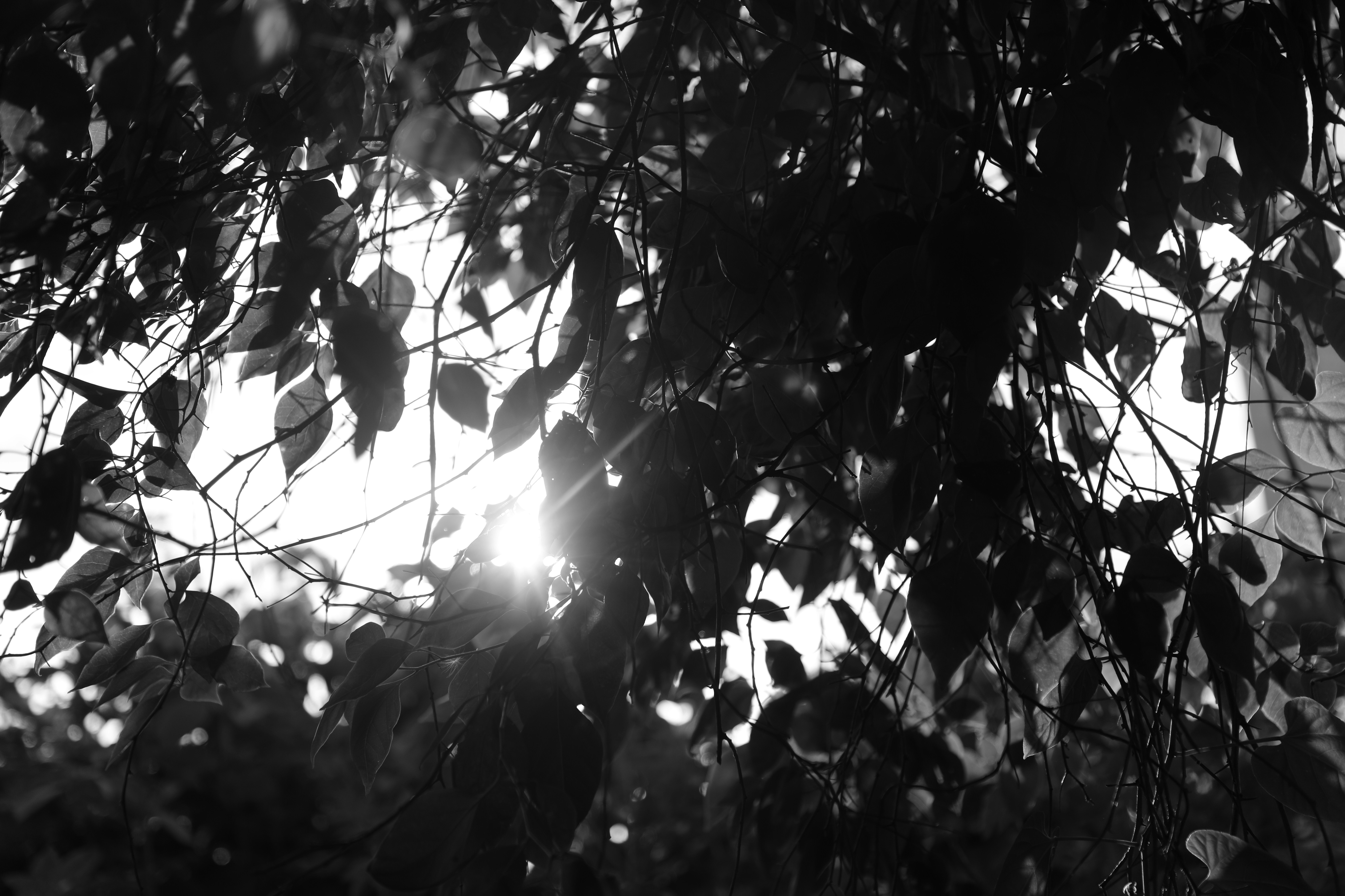 Sunlit Veil: Leaves Framing Rays Through a Shadowed Canopy