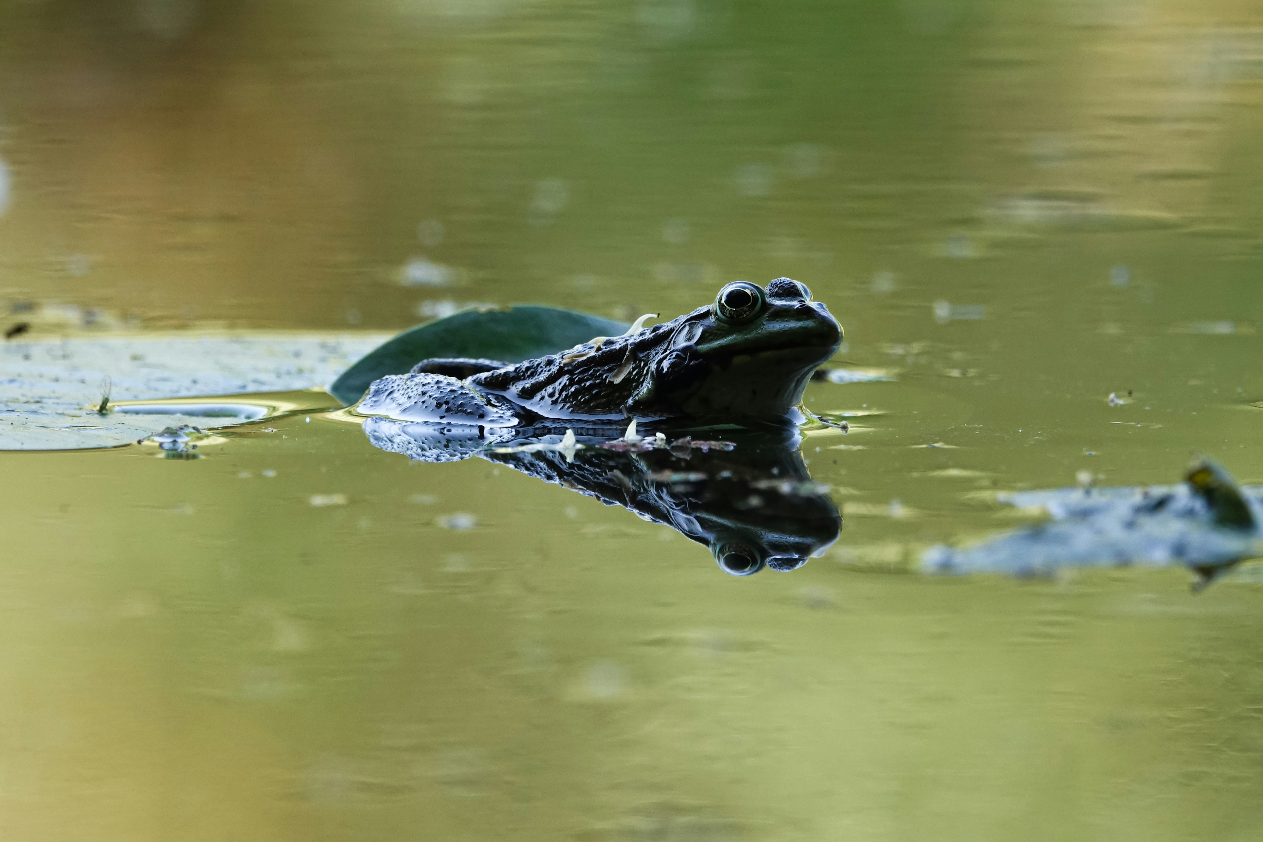 A frog rests on the water surface, its head and eyes just above the calm reflection—a subtle, crouched portrait focused on the amphibian amid blurred greenish-brown backdrop.