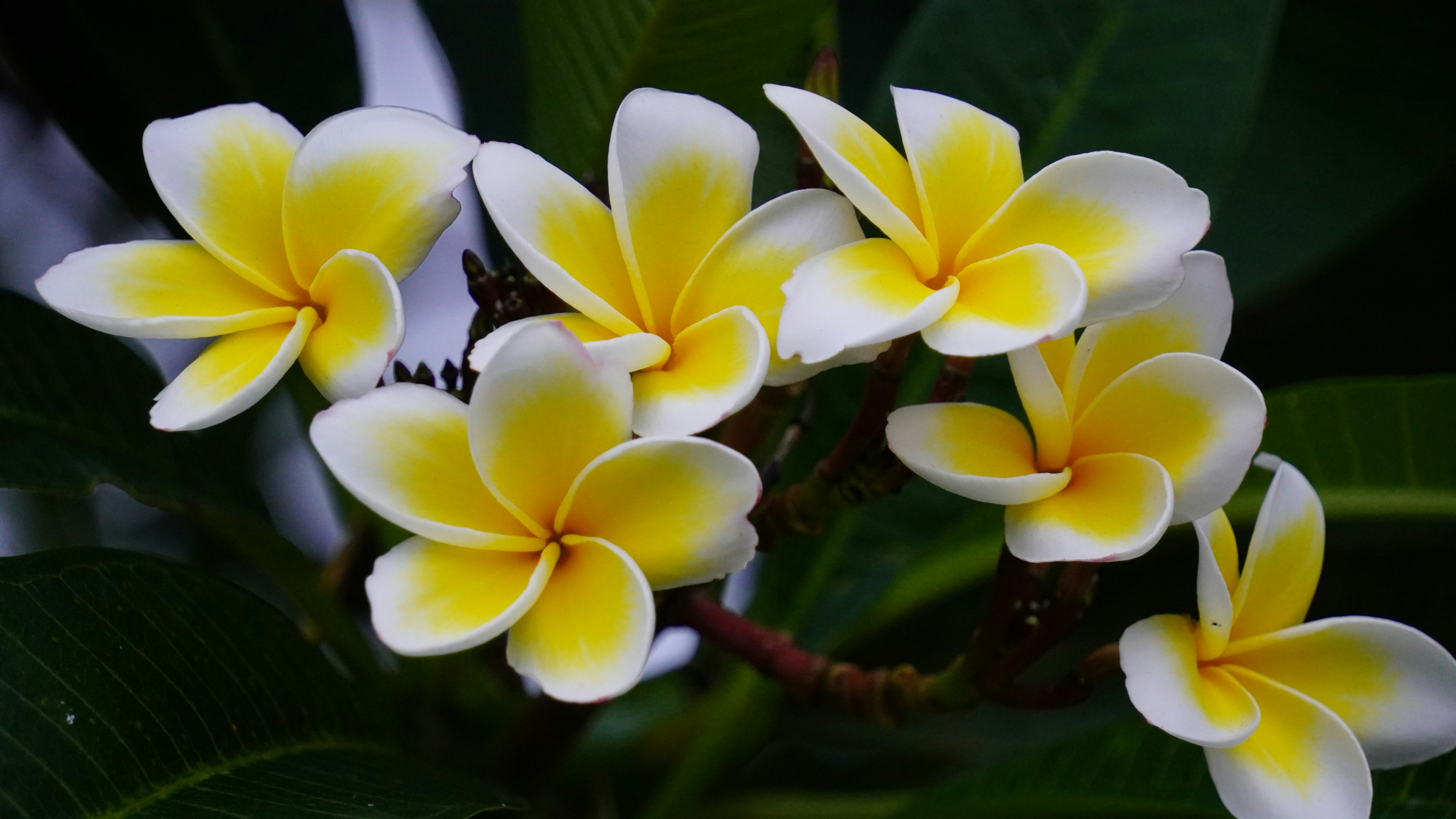 Sunlit Plumeria Cluster: Soft Petal Glow Against Deep Green