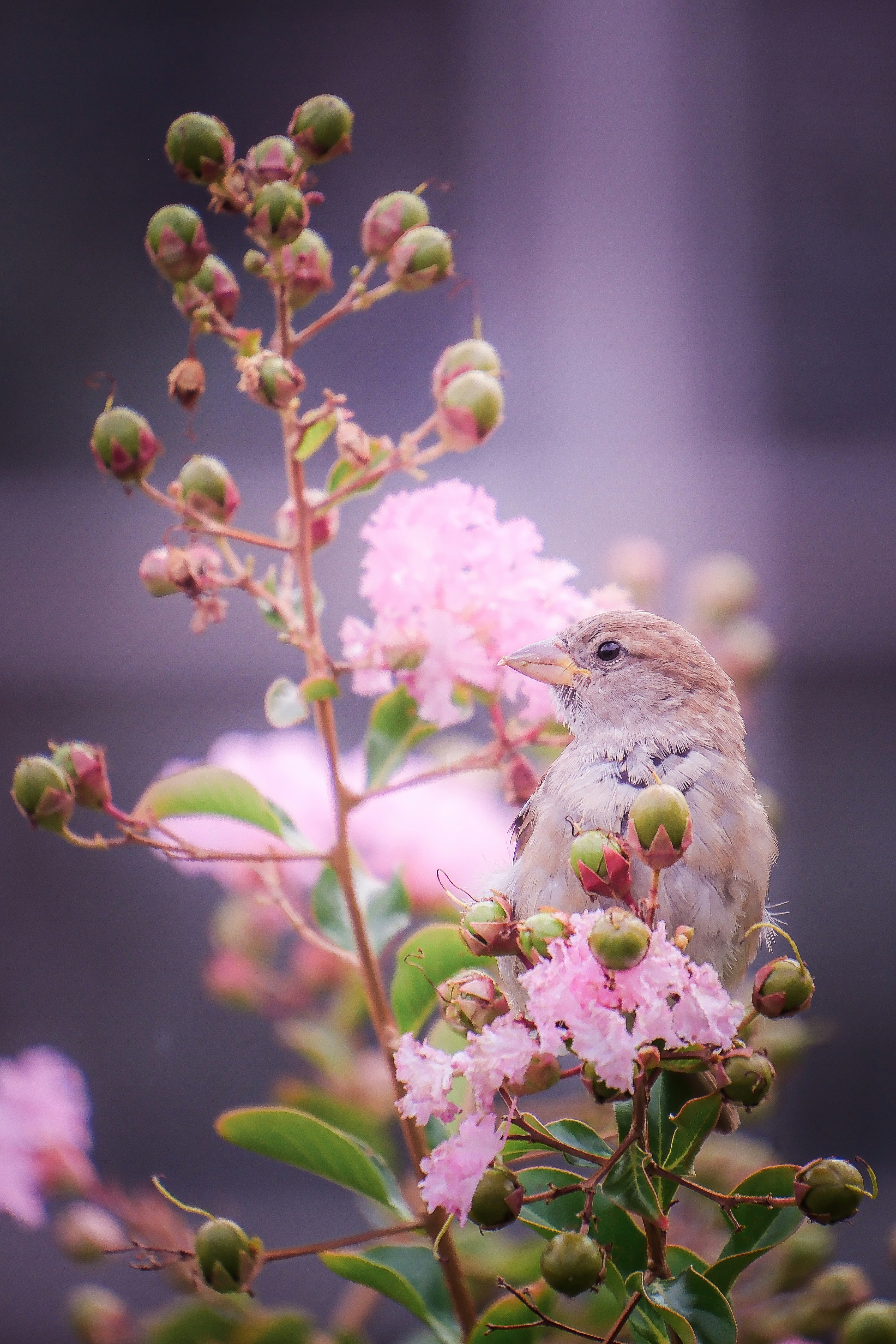 Soft Blooms and a Tiny Perch: A Finching Bird Among Pink Crests