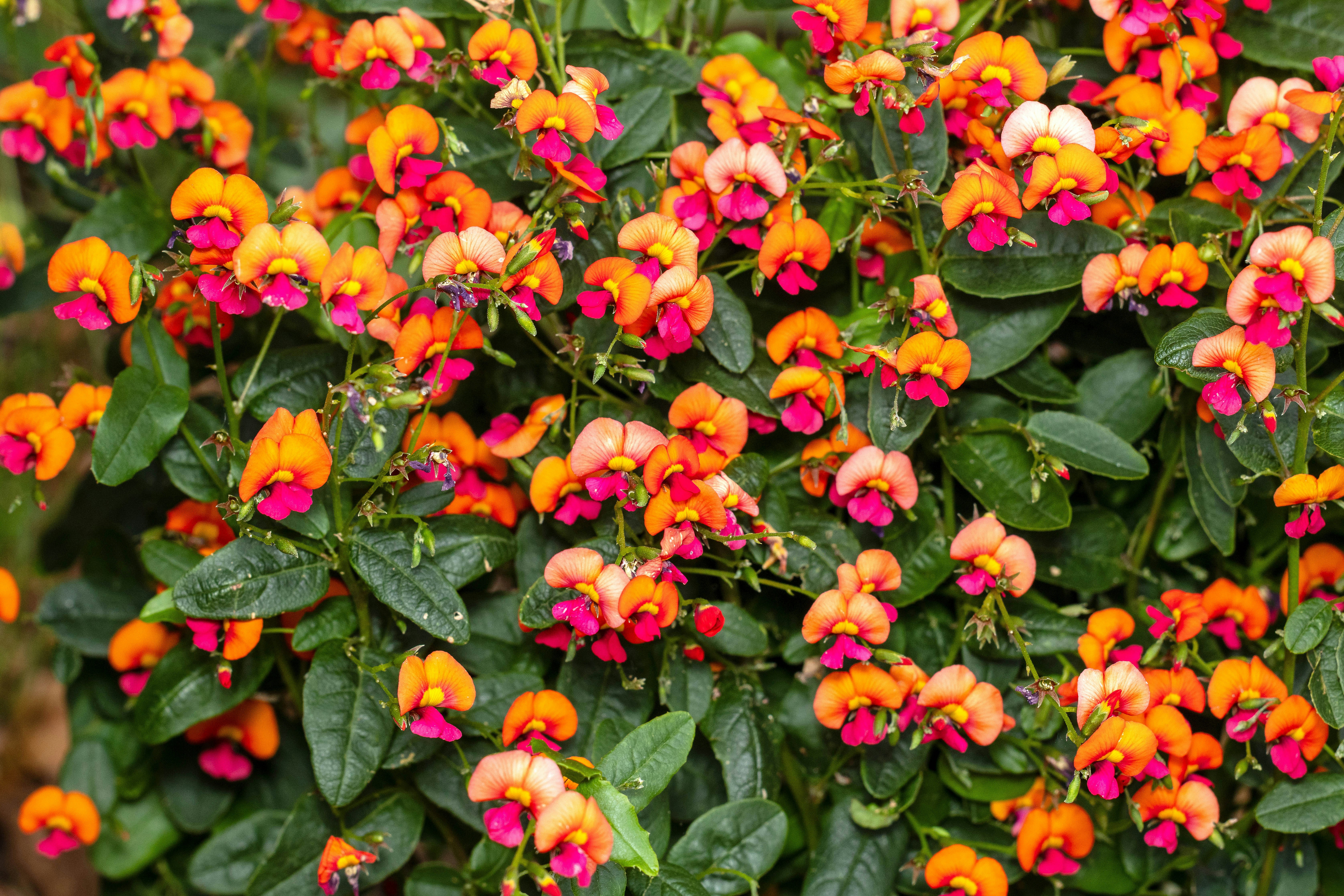 Vibrant Lush Bloom: A Coral-Orange Floral Blanket
