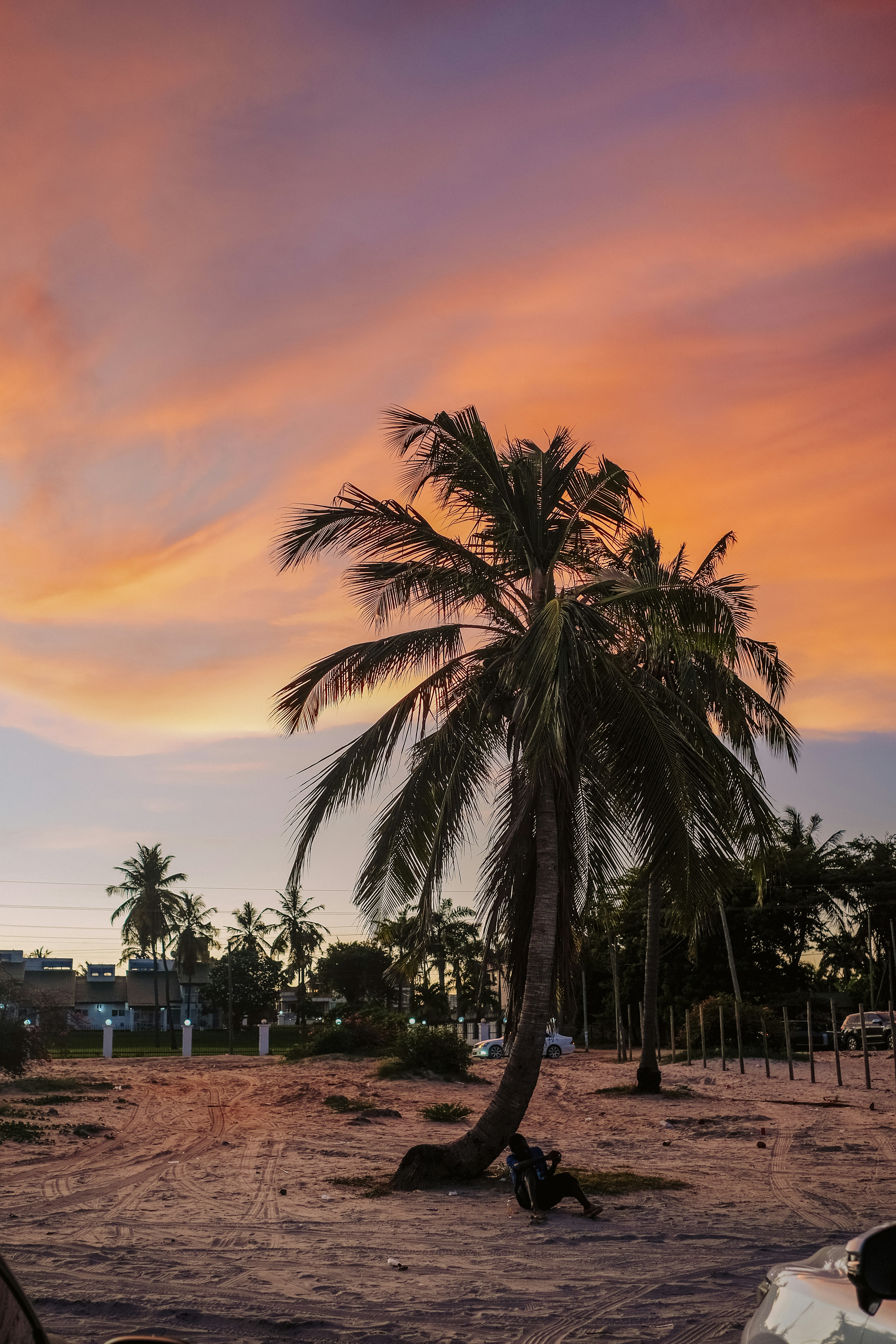 Sunset Palms: A Quiet Beachfront Scene with a Bent Trunk