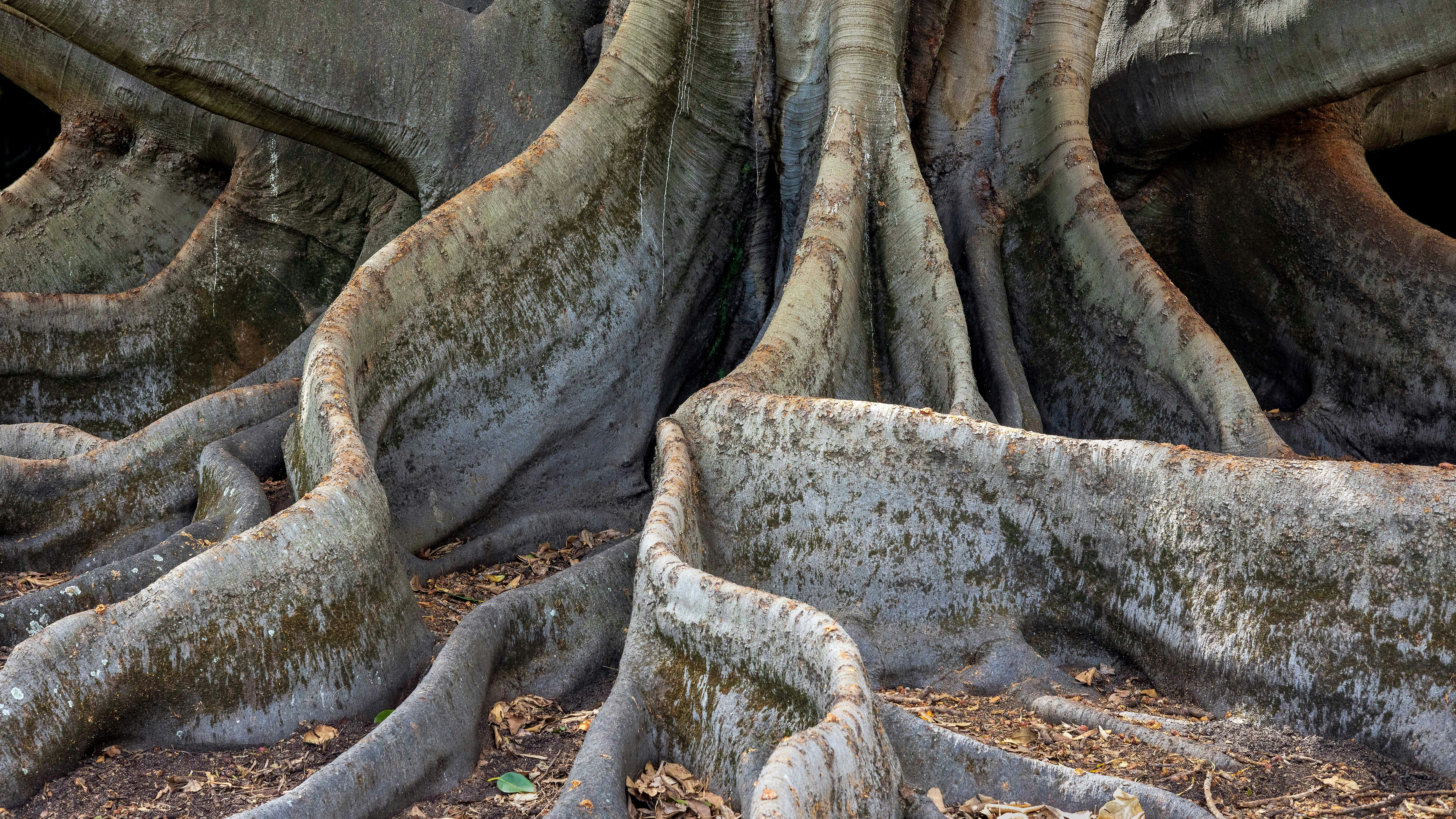 Tangled Roots: An Earthbound Mosaic of Time-Worn Timber