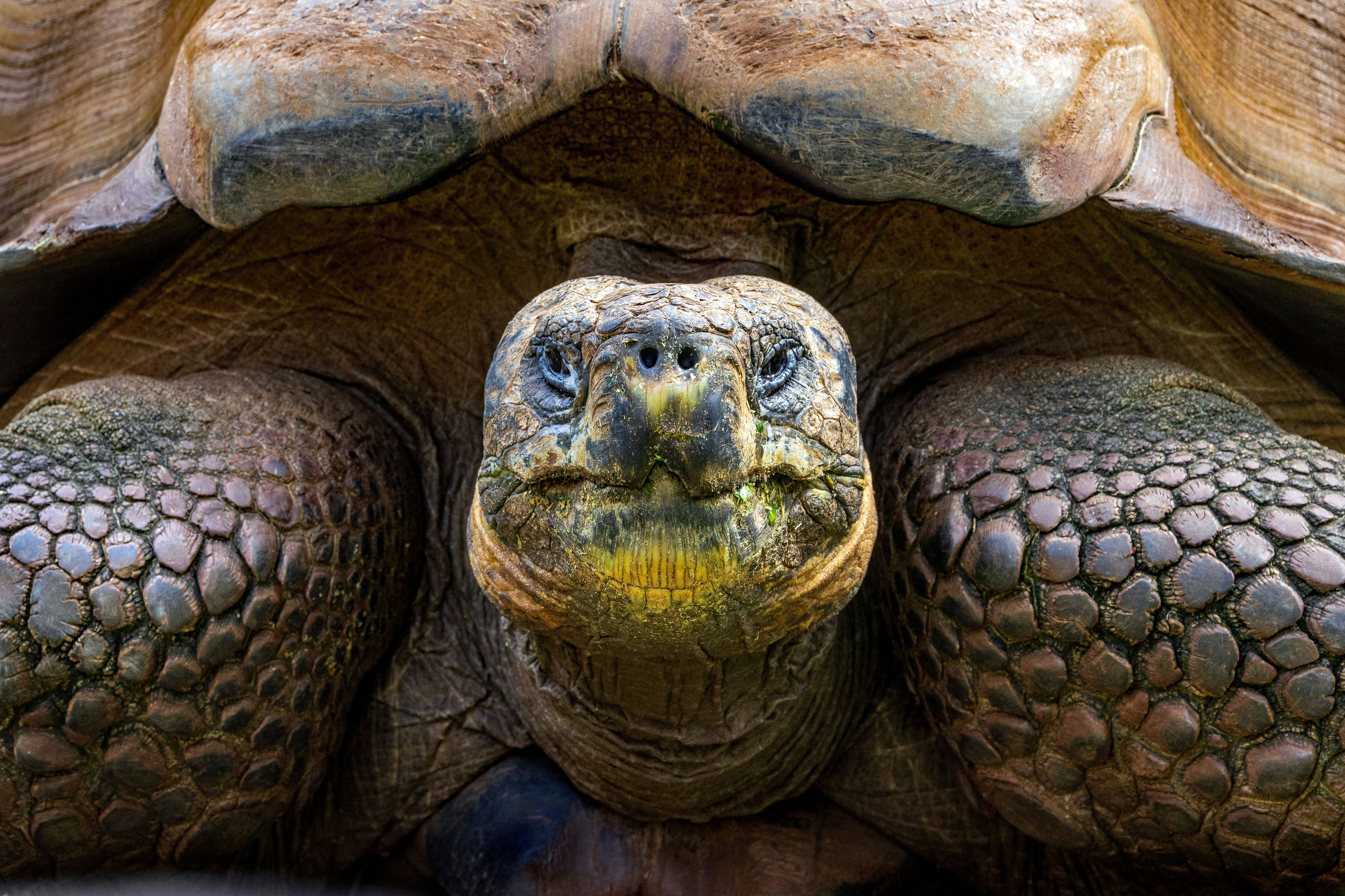 Turtle Gaze from a Terracotta Armor