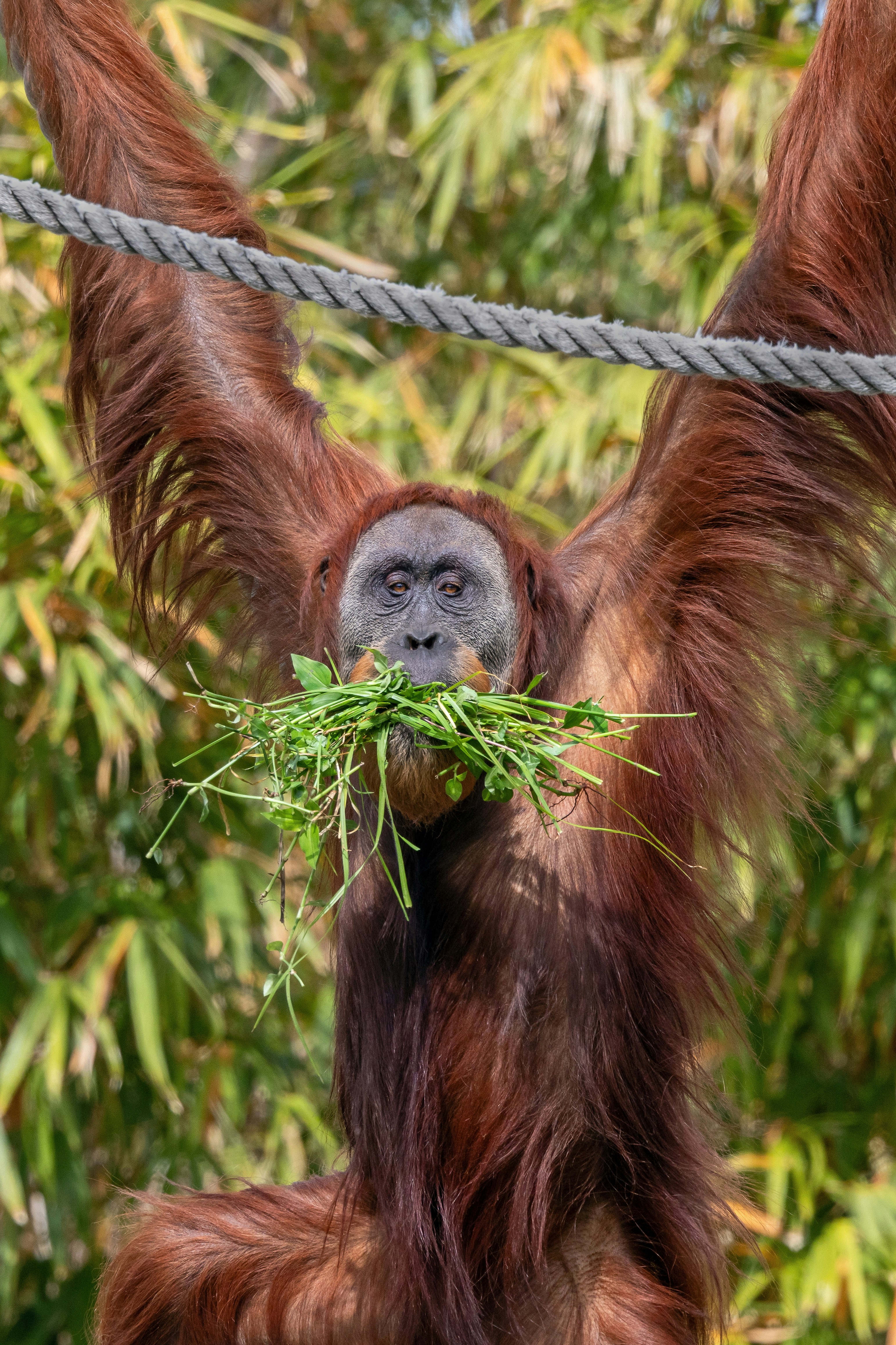 Orangutan Elevated: Green Grasp in Mid‑Arms Raise