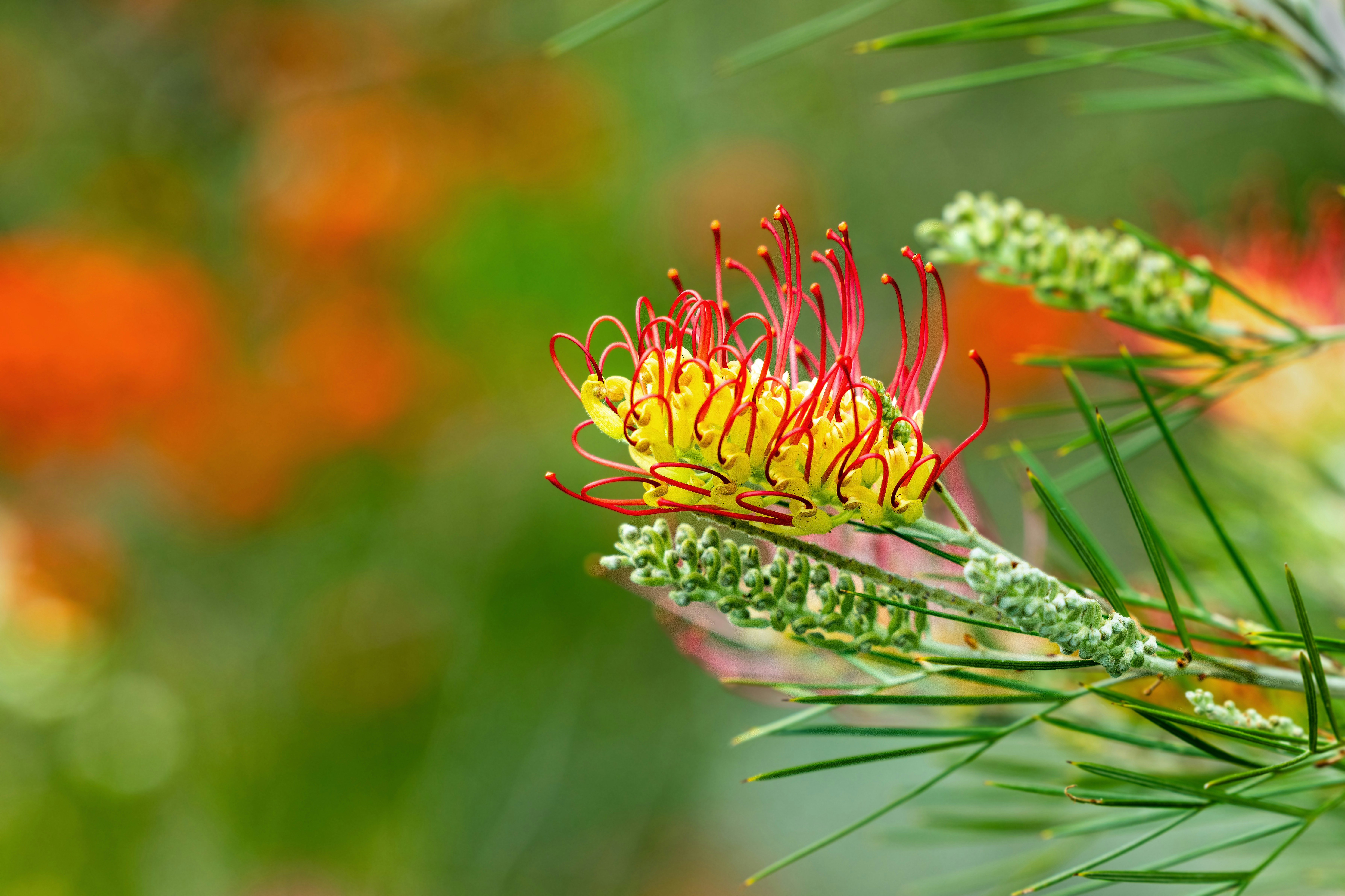 Crimson Protea of Morning Light