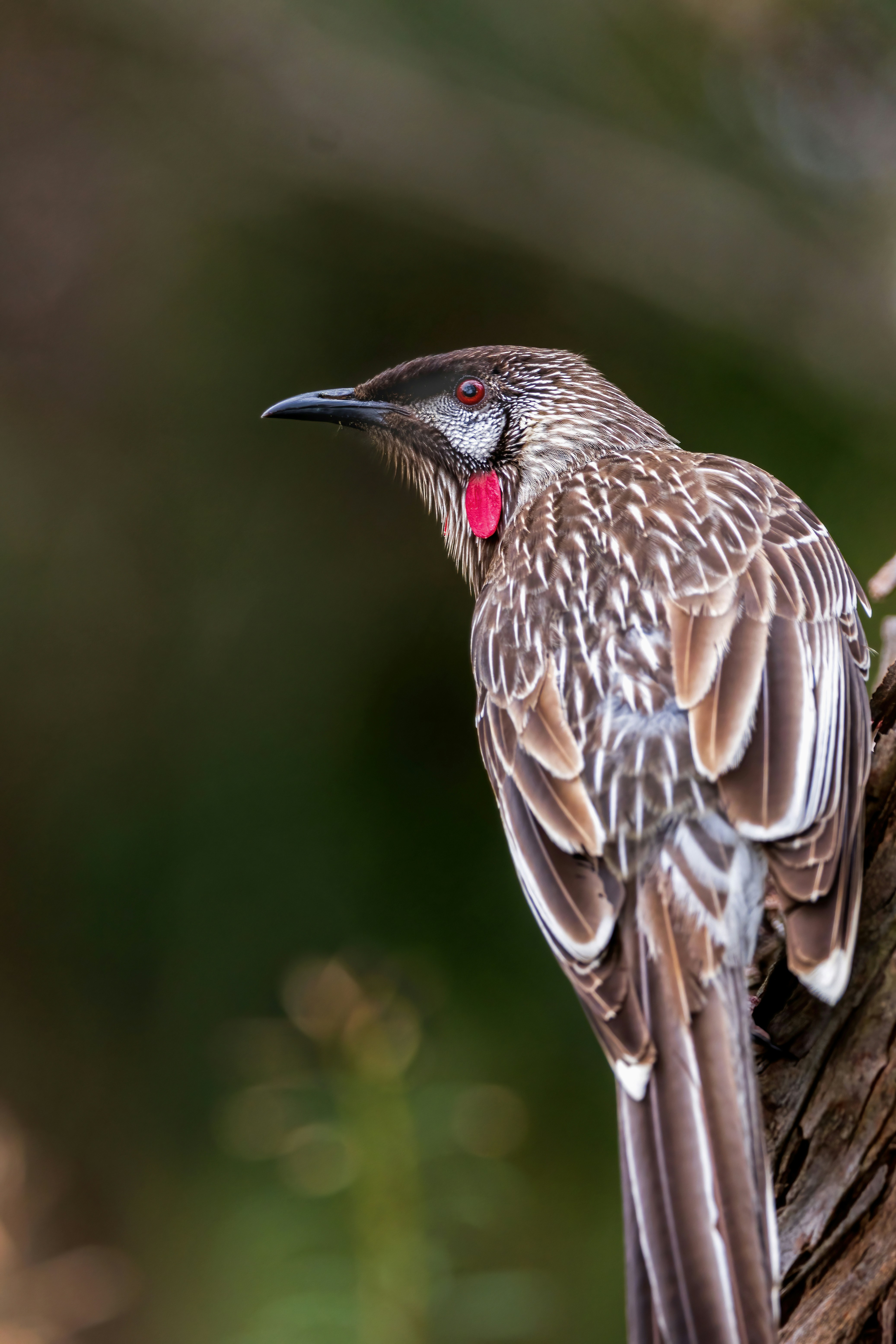Crimson-Gilled Wader: A Close Portrait of a Native Rail-like Bird