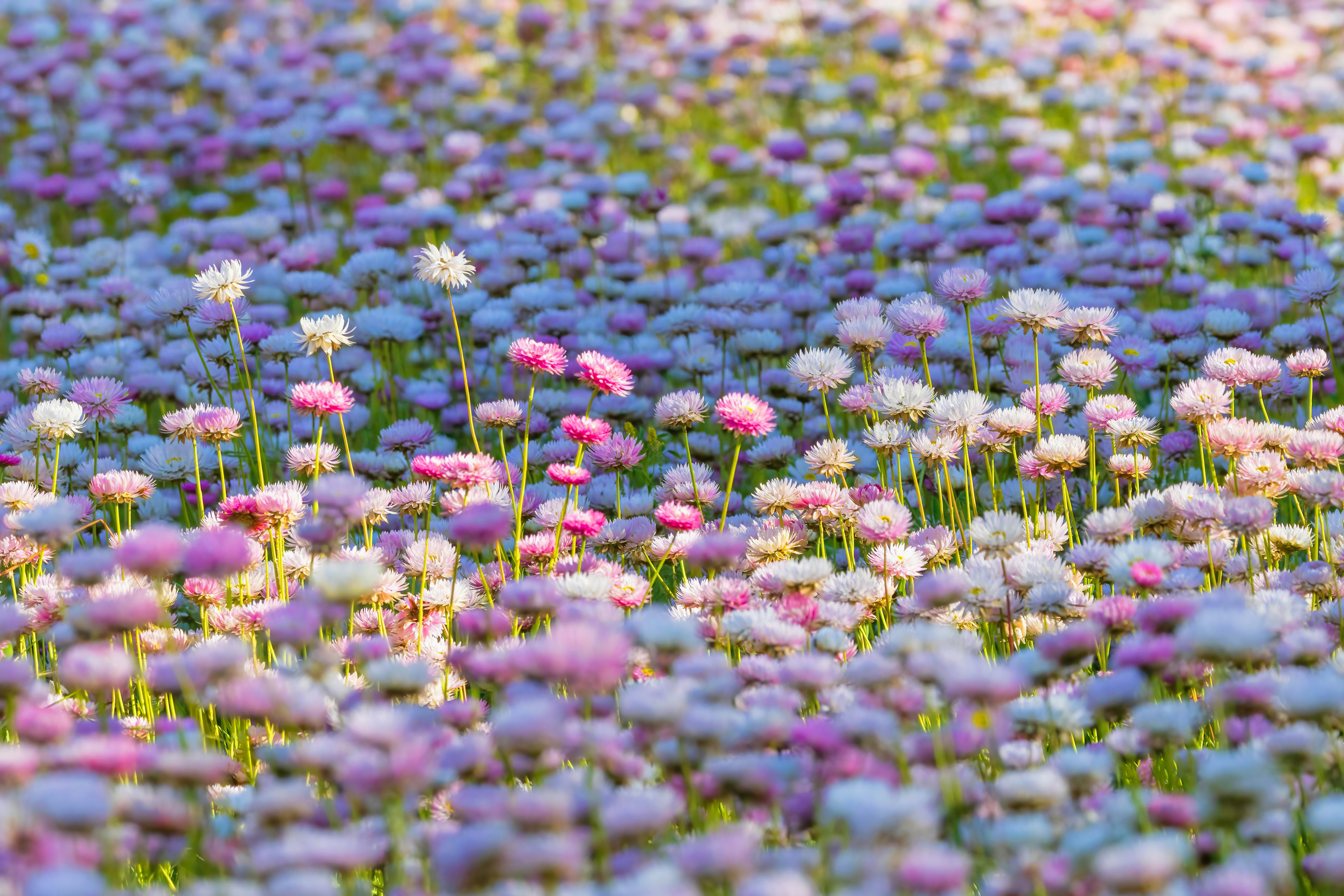 Field of Delicate Daisies: A Sea of Violet Blooms