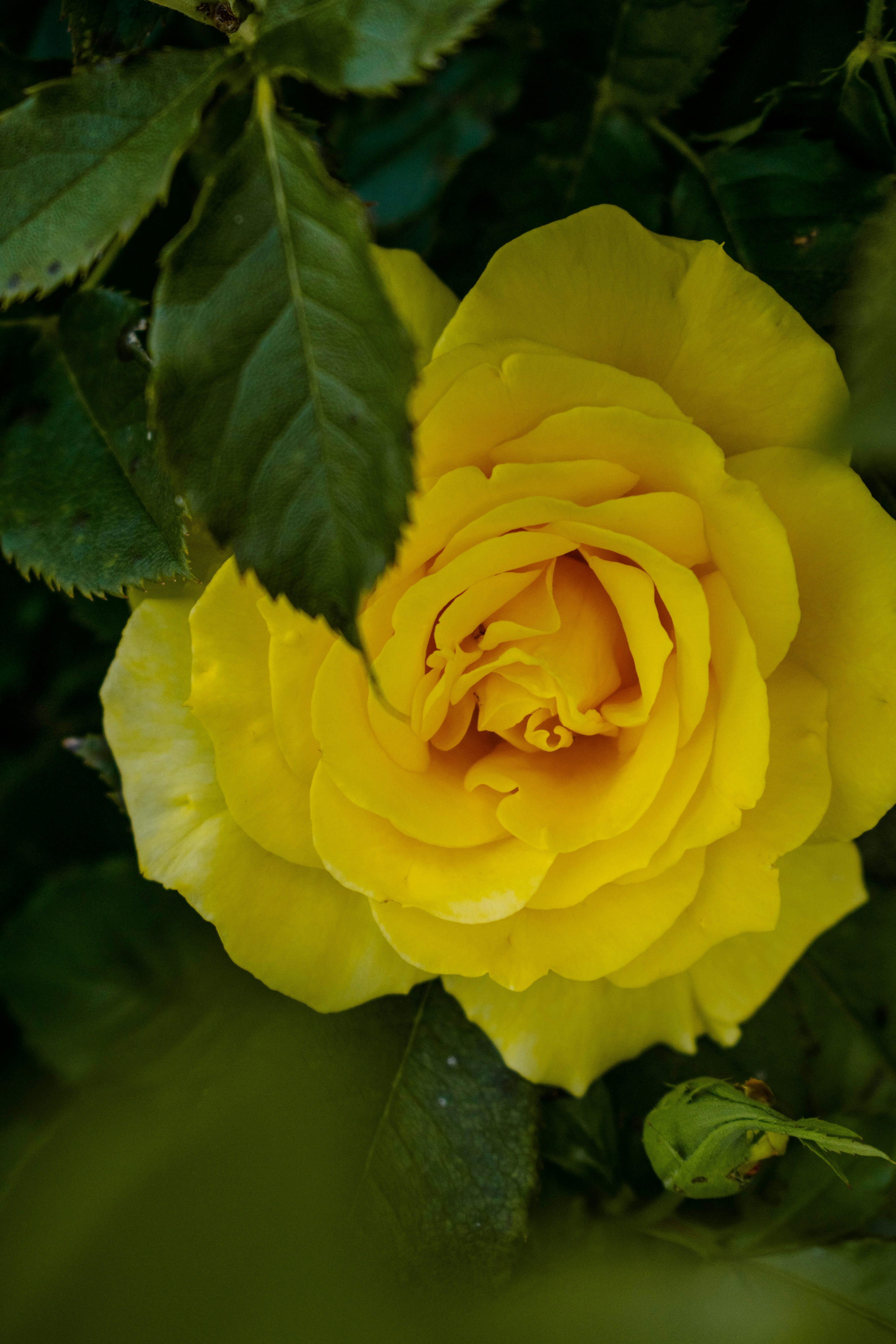 Golden Rose in Focus: Close-Up of a Sunlit Bloom