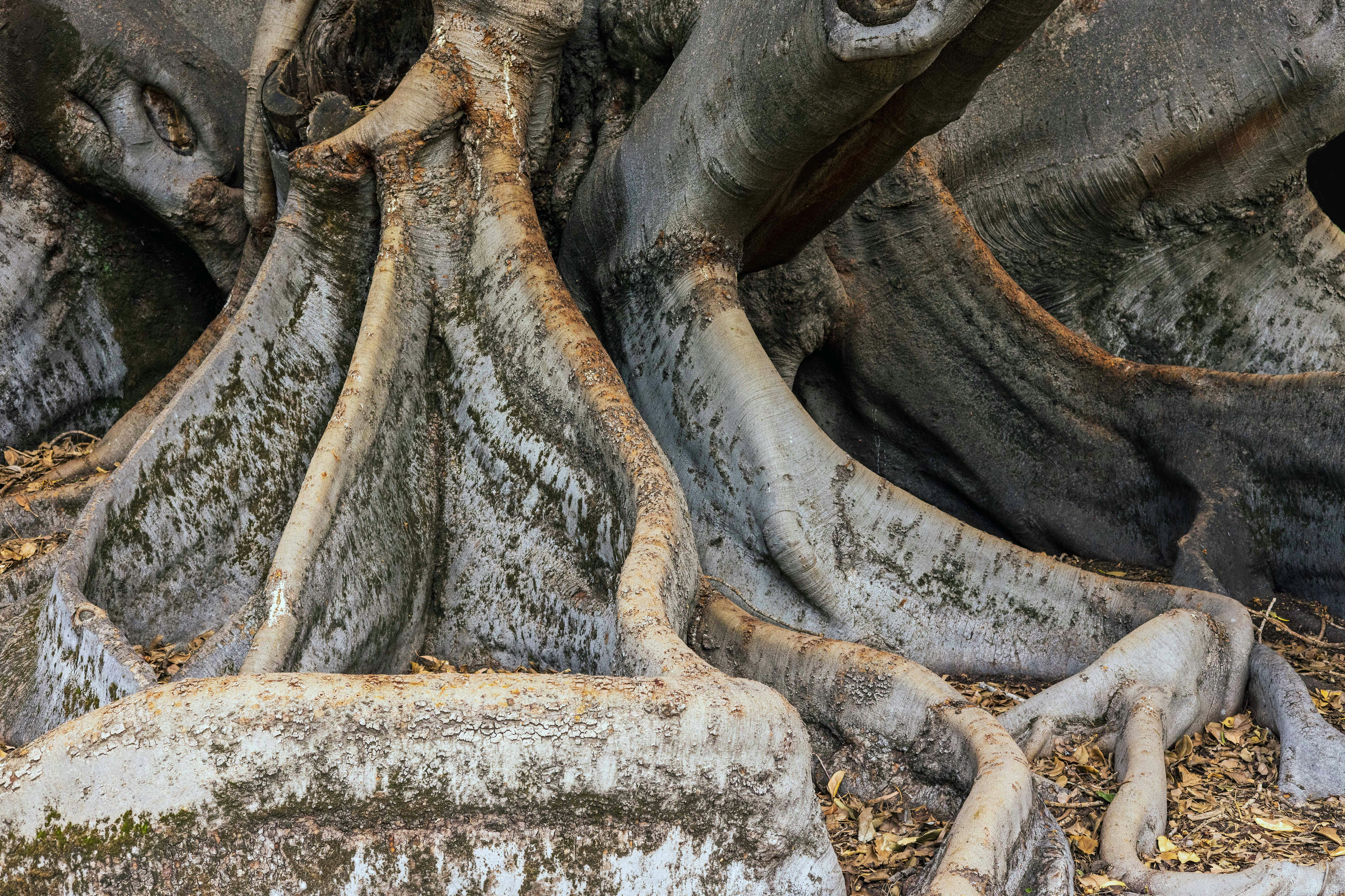 Ancient Roots Woven into Stone: A Tide of Gnarled Texture
