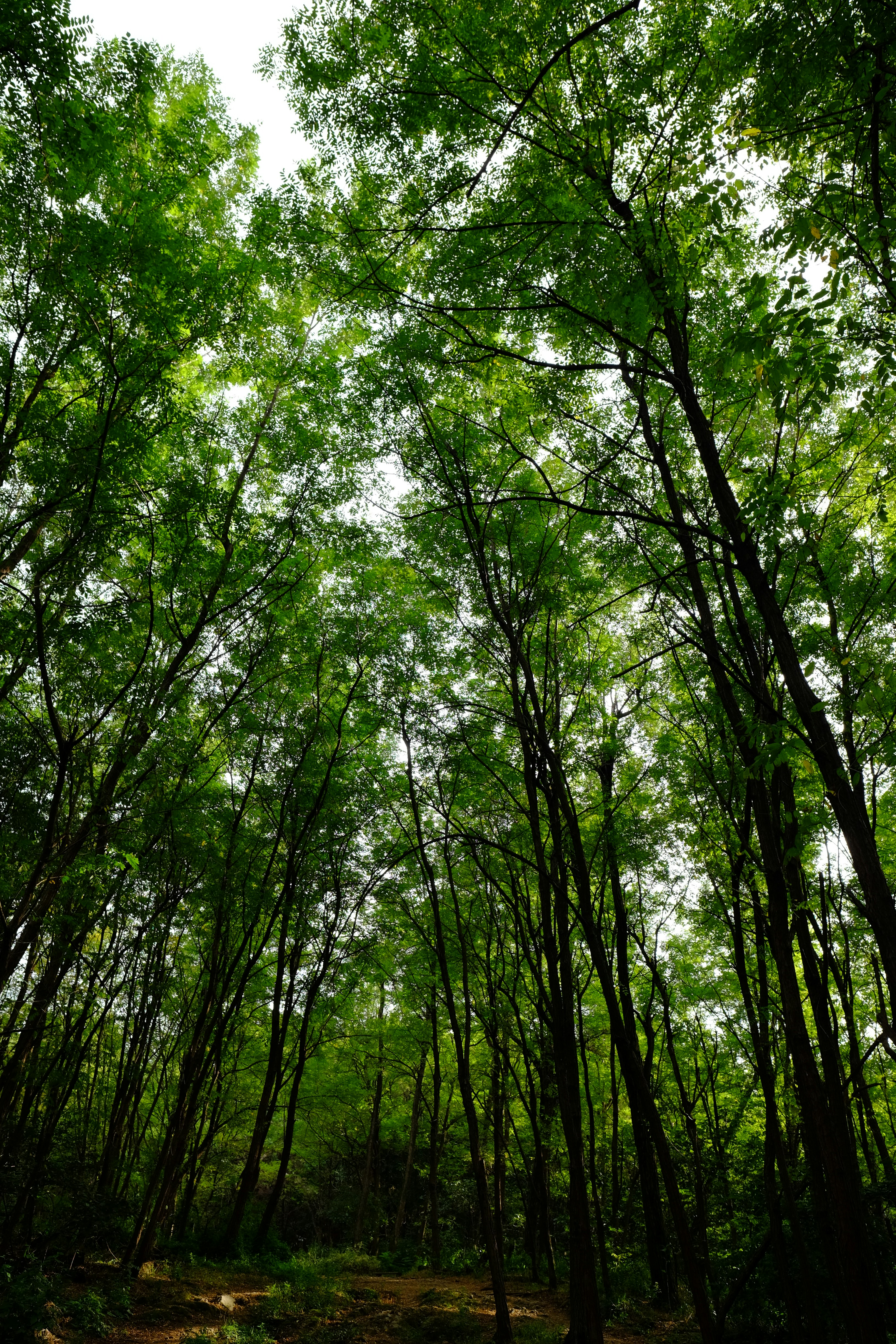 Canopy Cathedral: Sunlight Filtered Through a Green Roof