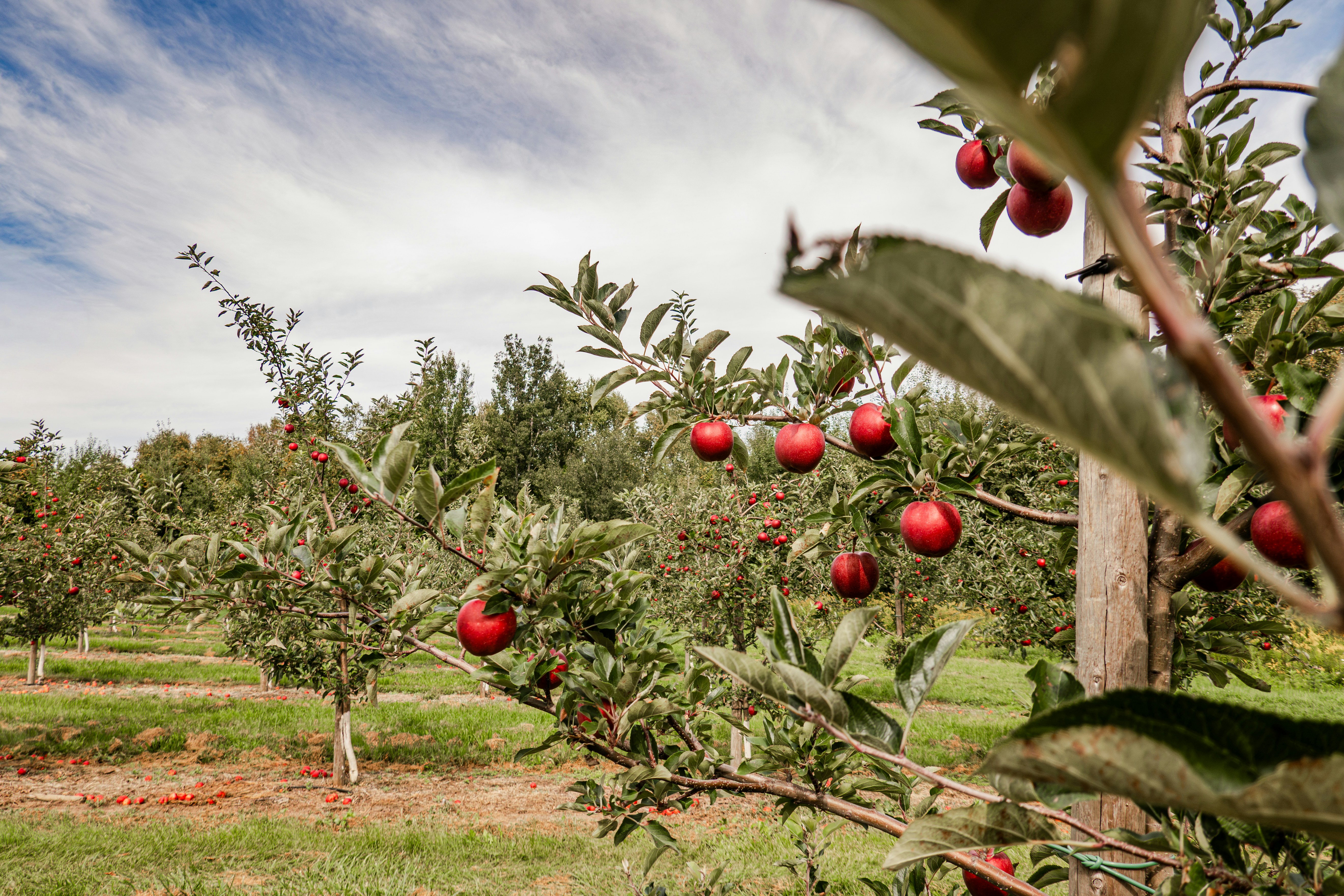 Apple Orchard in Full Burst: Red Orbs Among Green Leaves