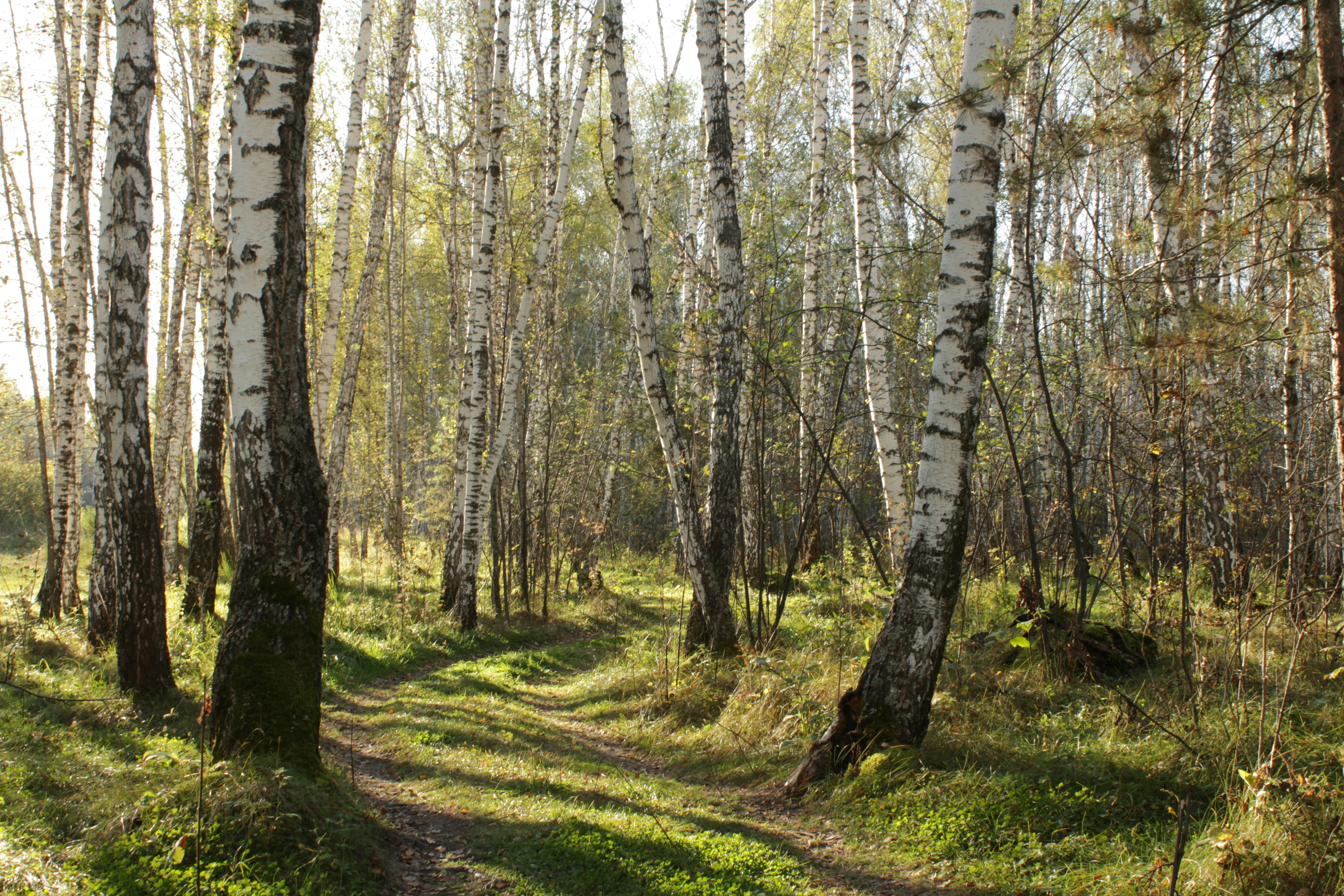 Sunlit Birch Alley: A Quiet Path Through Dawn-kissed Trees