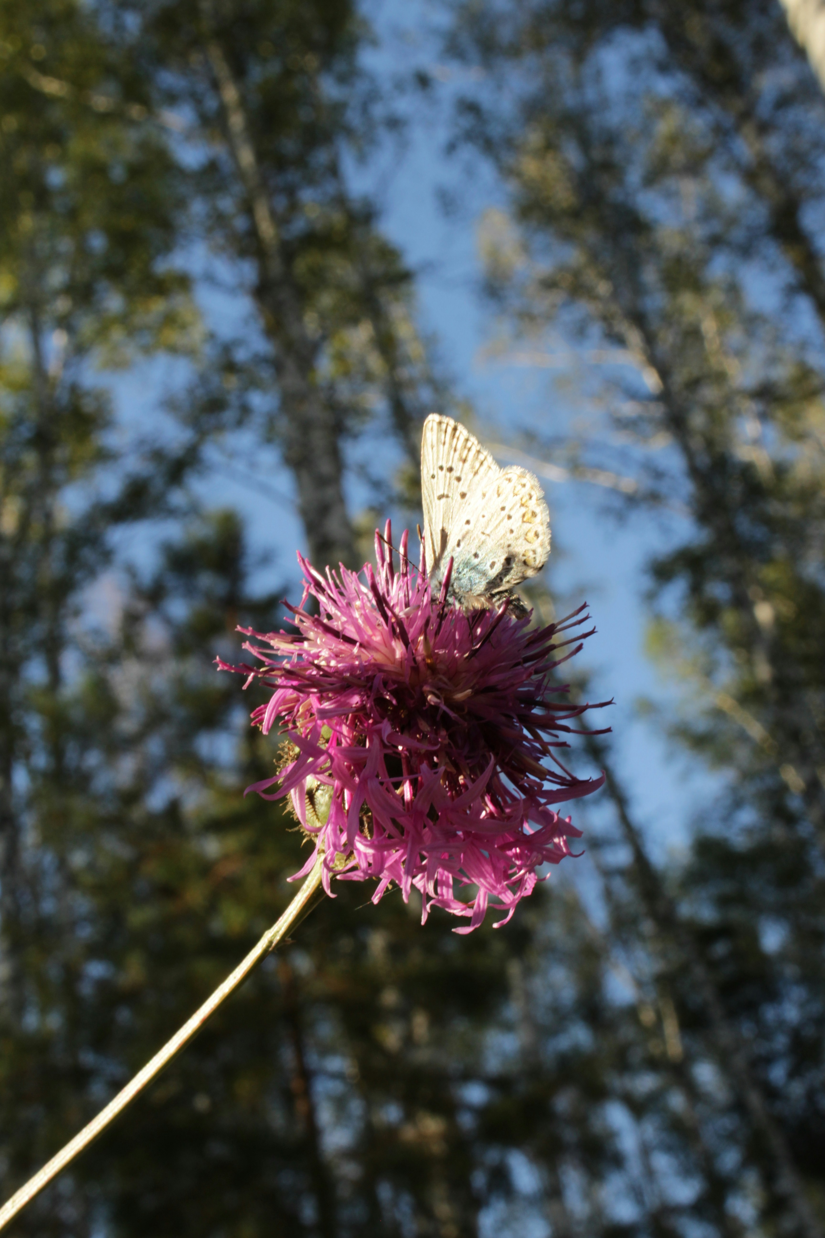 Butterfly on a Magenta Bloom Under a Blue-Sky Canopy