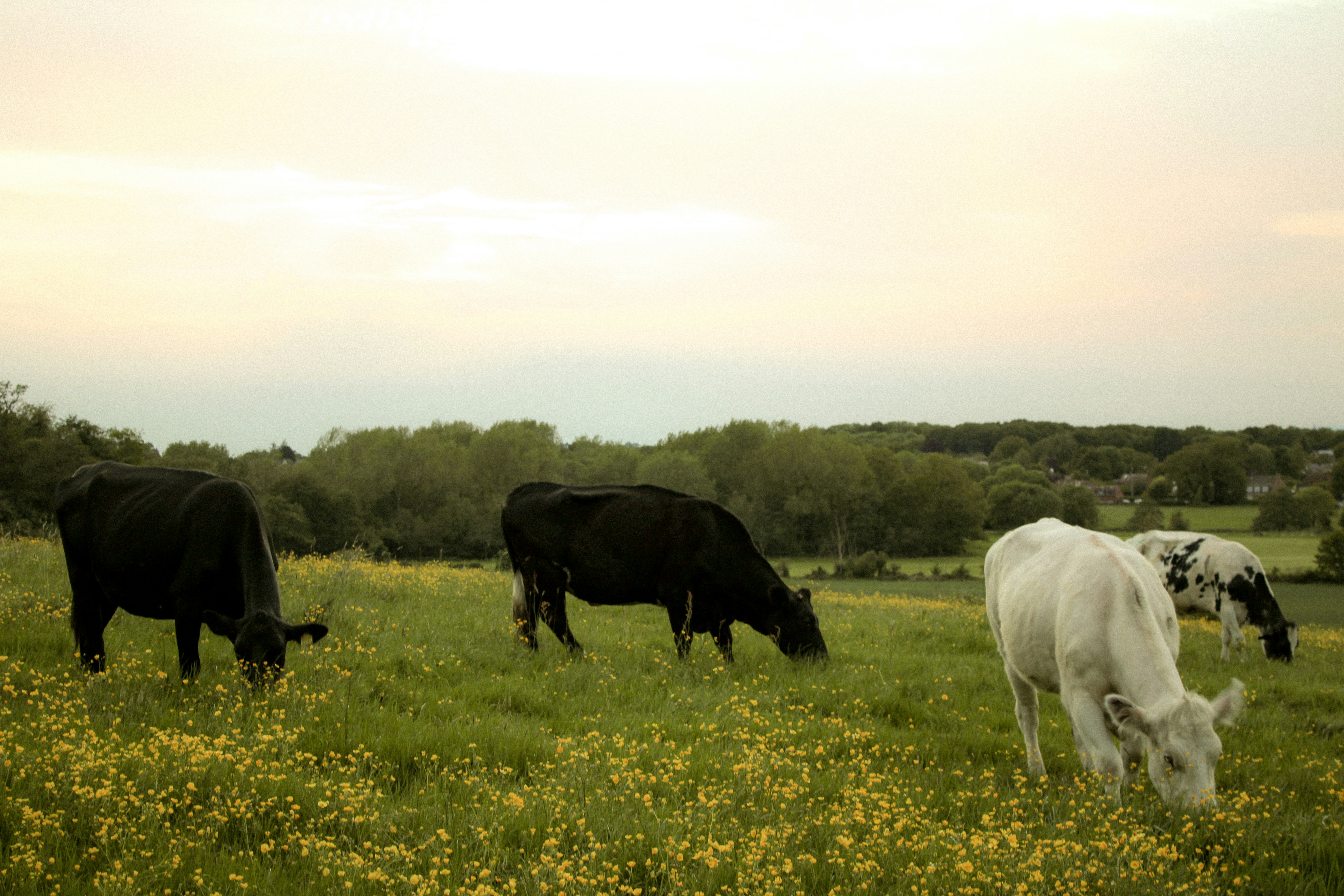 Pasture Portrait: A Trio of Cattle Beneath Evening Light