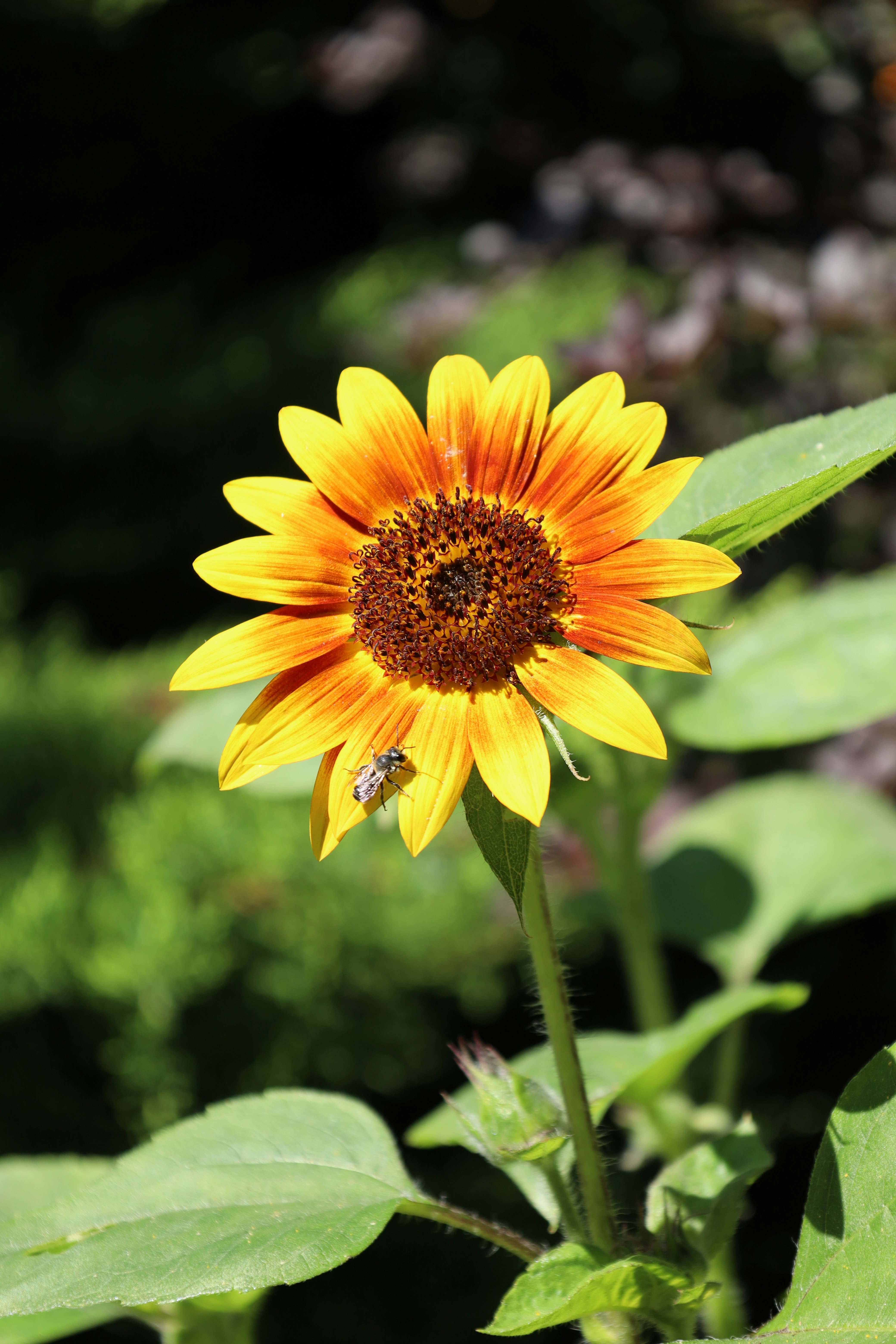 Sunflower Beacon: A Bright Centerpiece with a Busy Bee