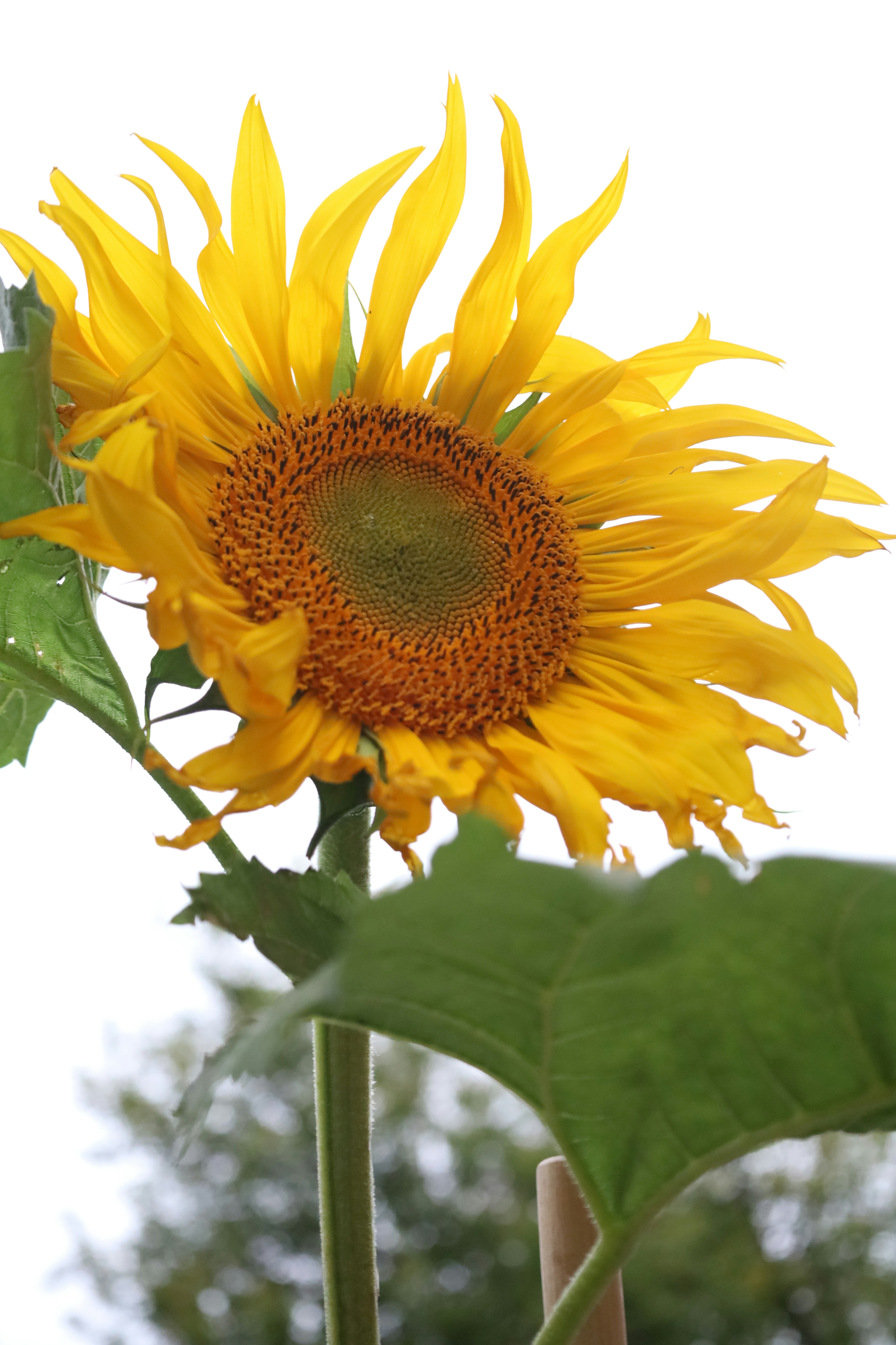 Sunlit Crown: A Bold Sunflower Reaches Toward the Sky