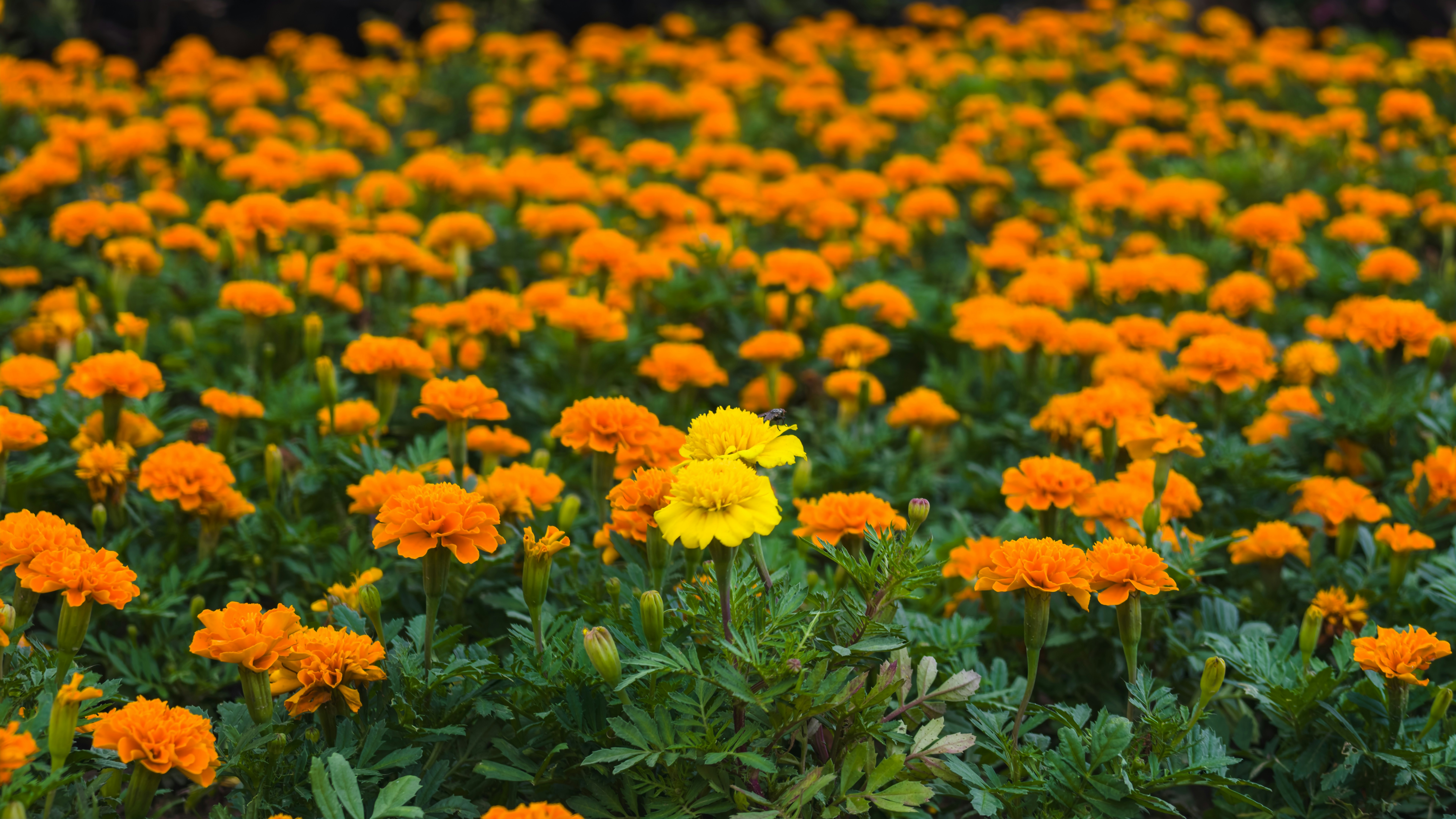 A field of vibrant orange marigolds with one bright yellow flower in the center