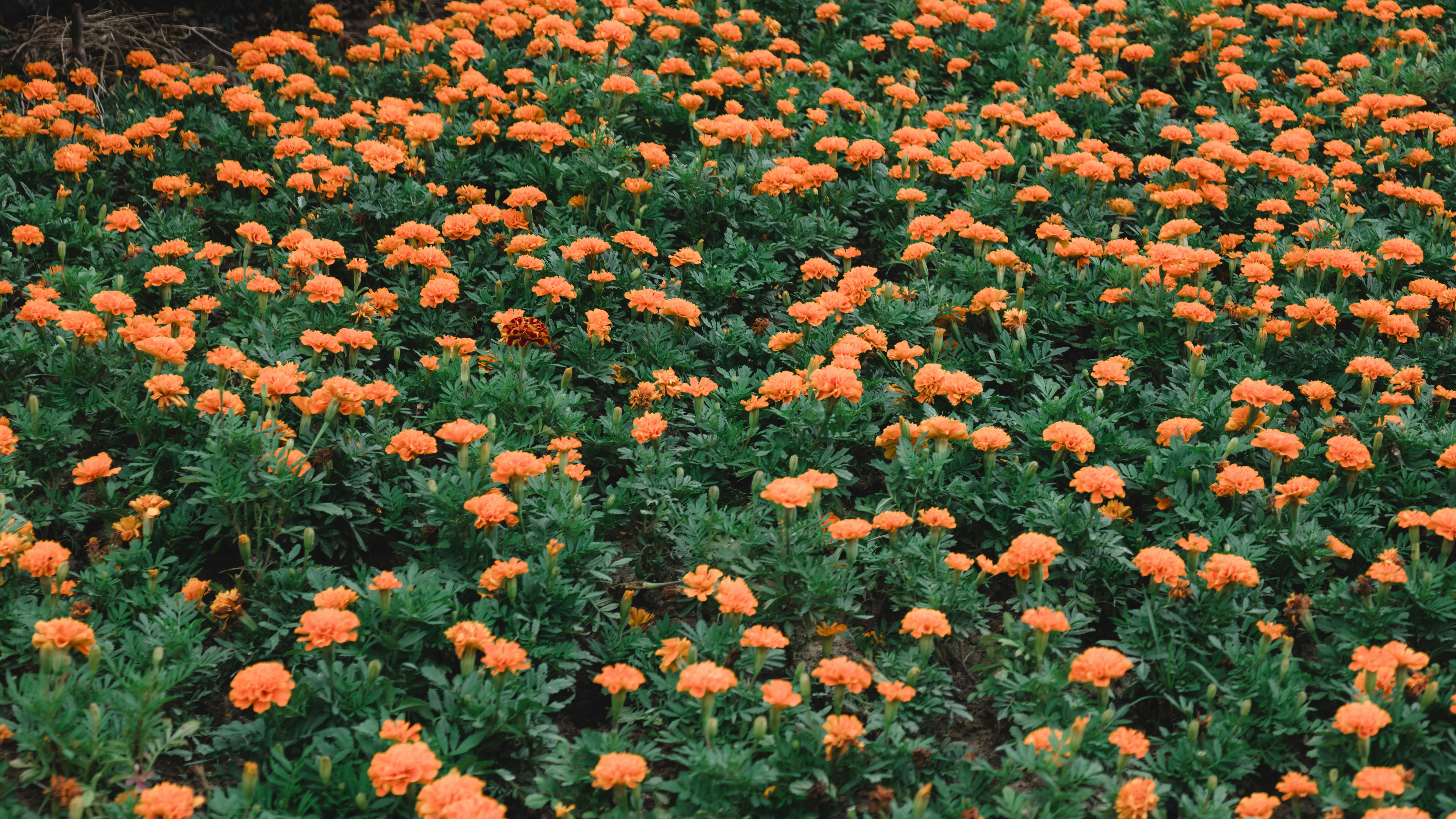 Orange Crown of Spring: A Sea of Marigold Blossoms