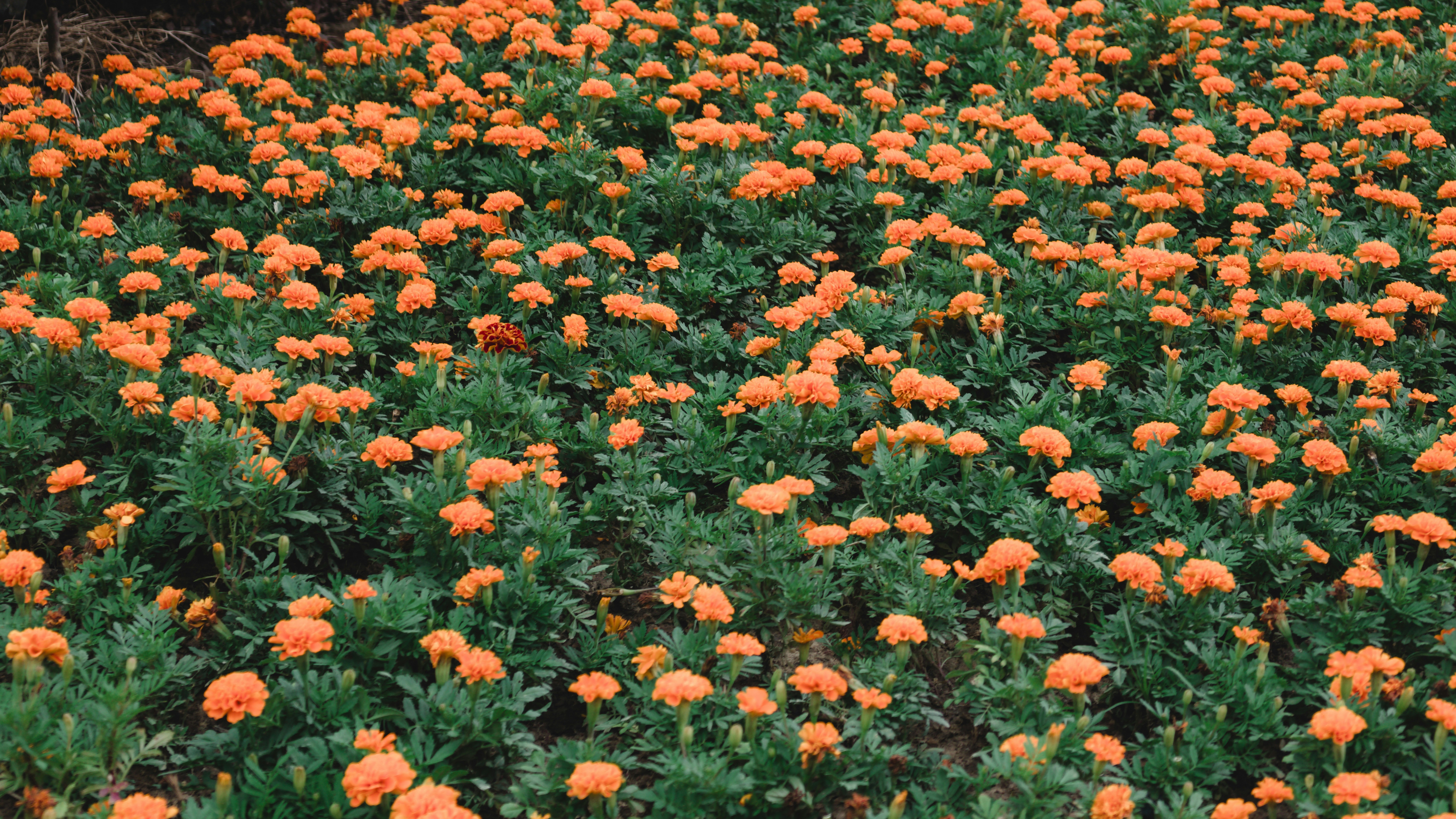 Orange blossoms on a sea of green leaves