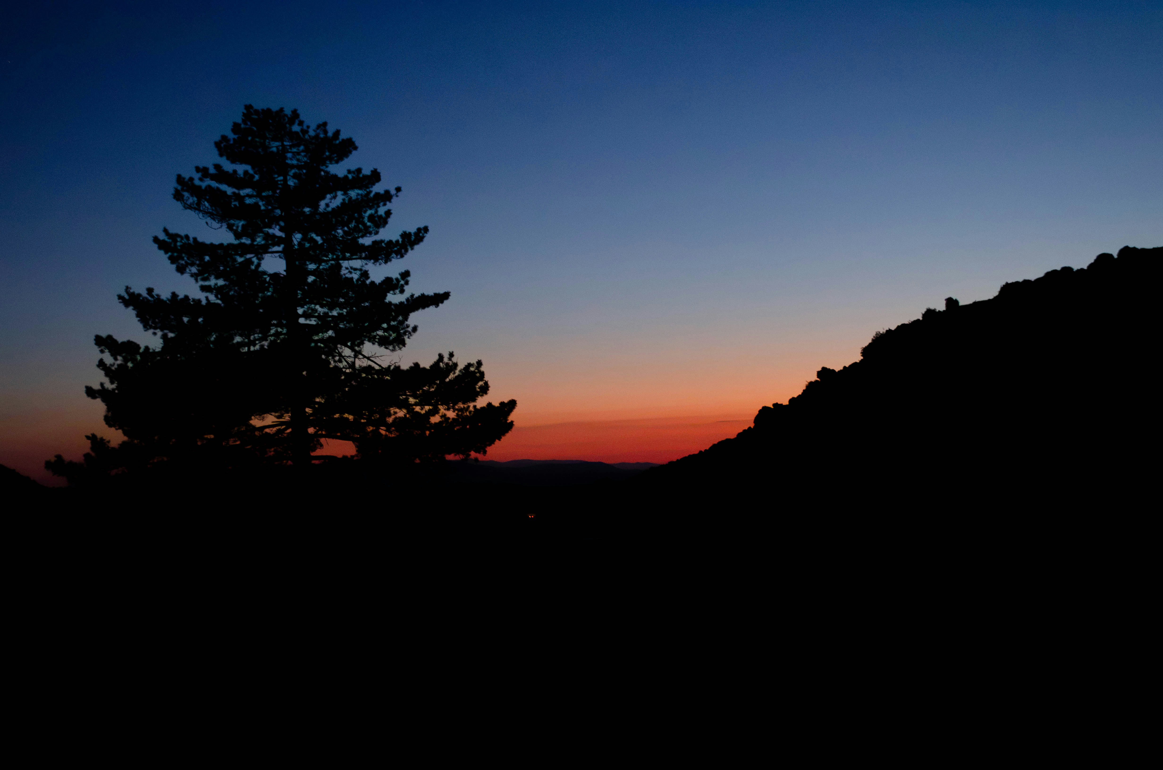 Silhouette at Dusk: Lone Pine Against a Quiet Horizon