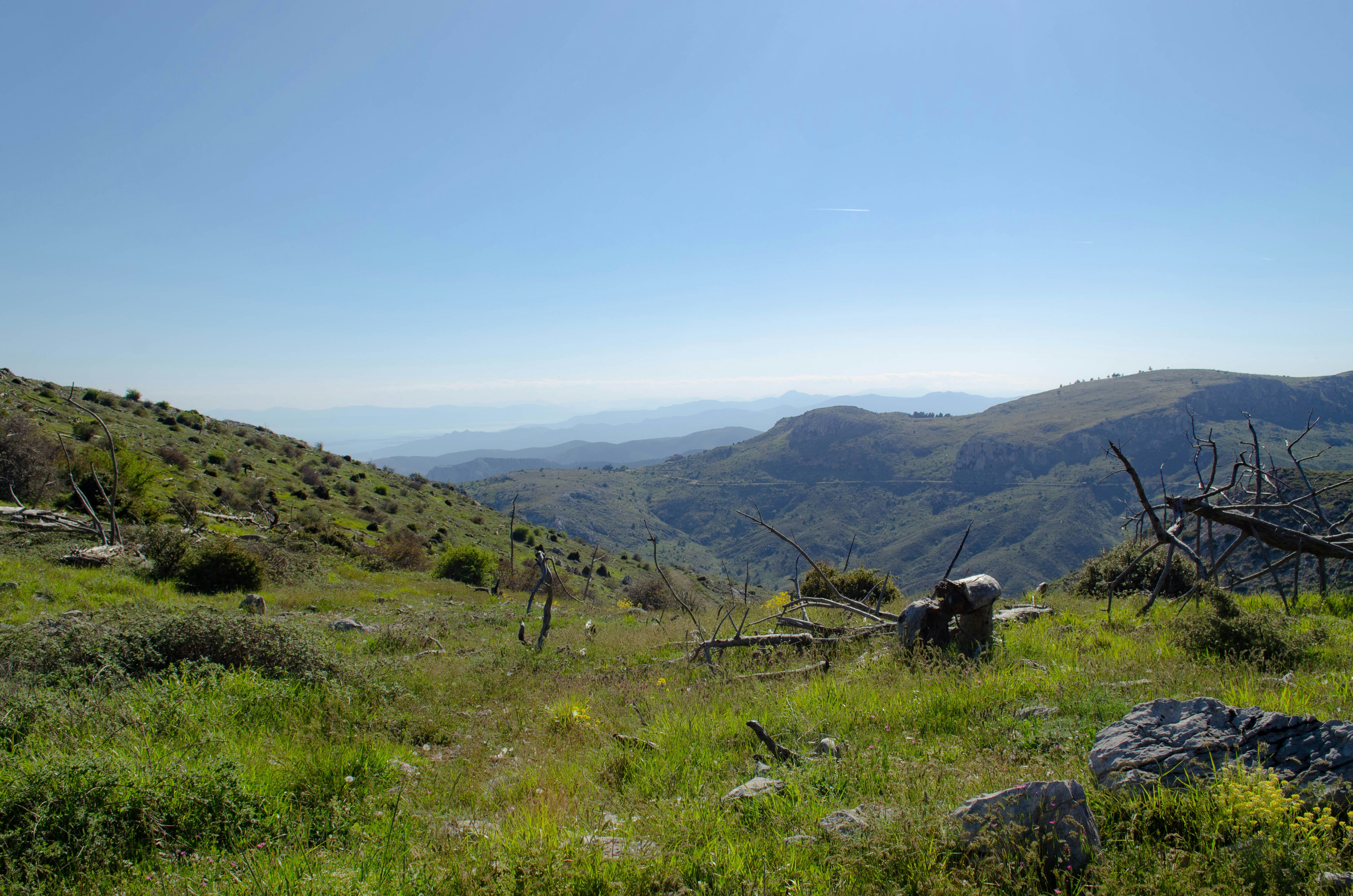 Ridgecrest Horizon: Sunlit Wildflower Field over Rolling Hills