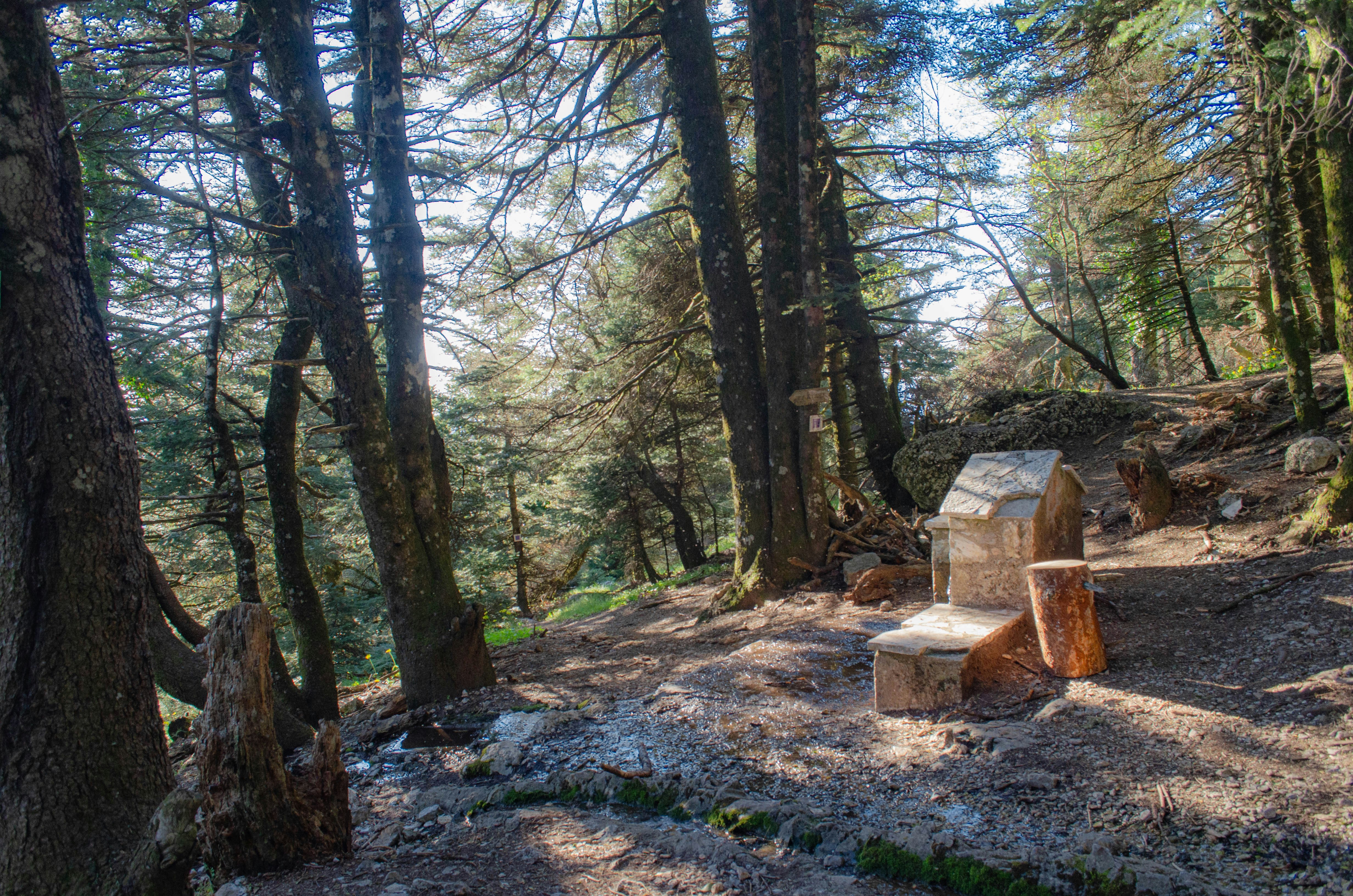 Sunlit Clearing with Rustic Bench in a Pine Forest